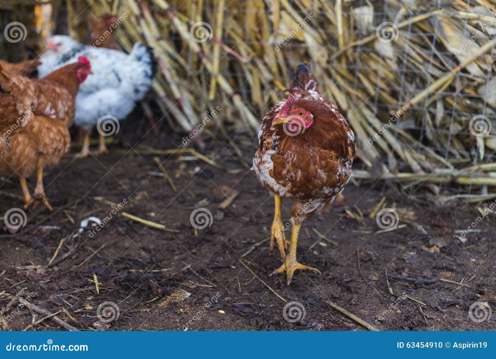 Pollo Nacional De La Granja Foto de archivo - Imagen de arqueamiento ...