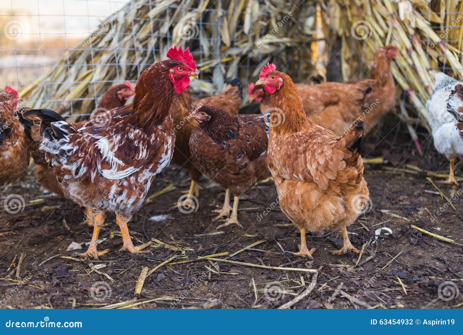 Pollo Nacional De La Granja Foto de archivo - Imagen de tonel ...