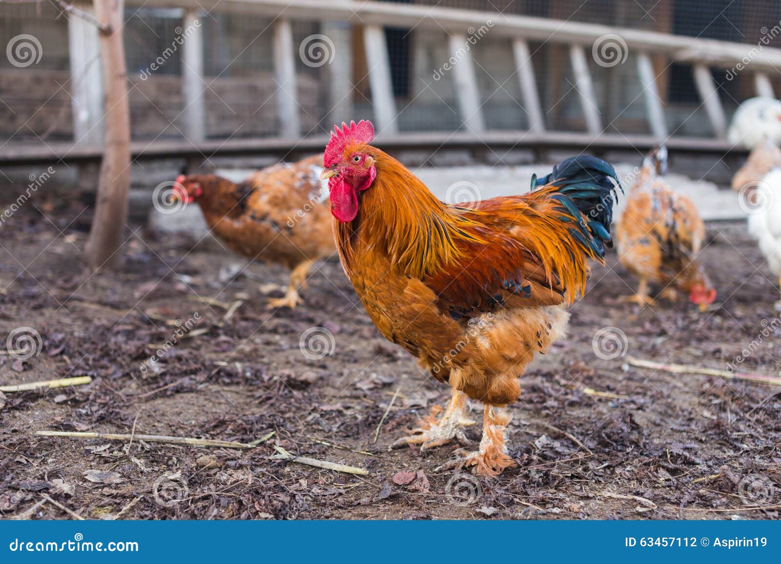 Pollo Nacional De La Granja Foto de archivo - Imagen de casa, polluelo ...