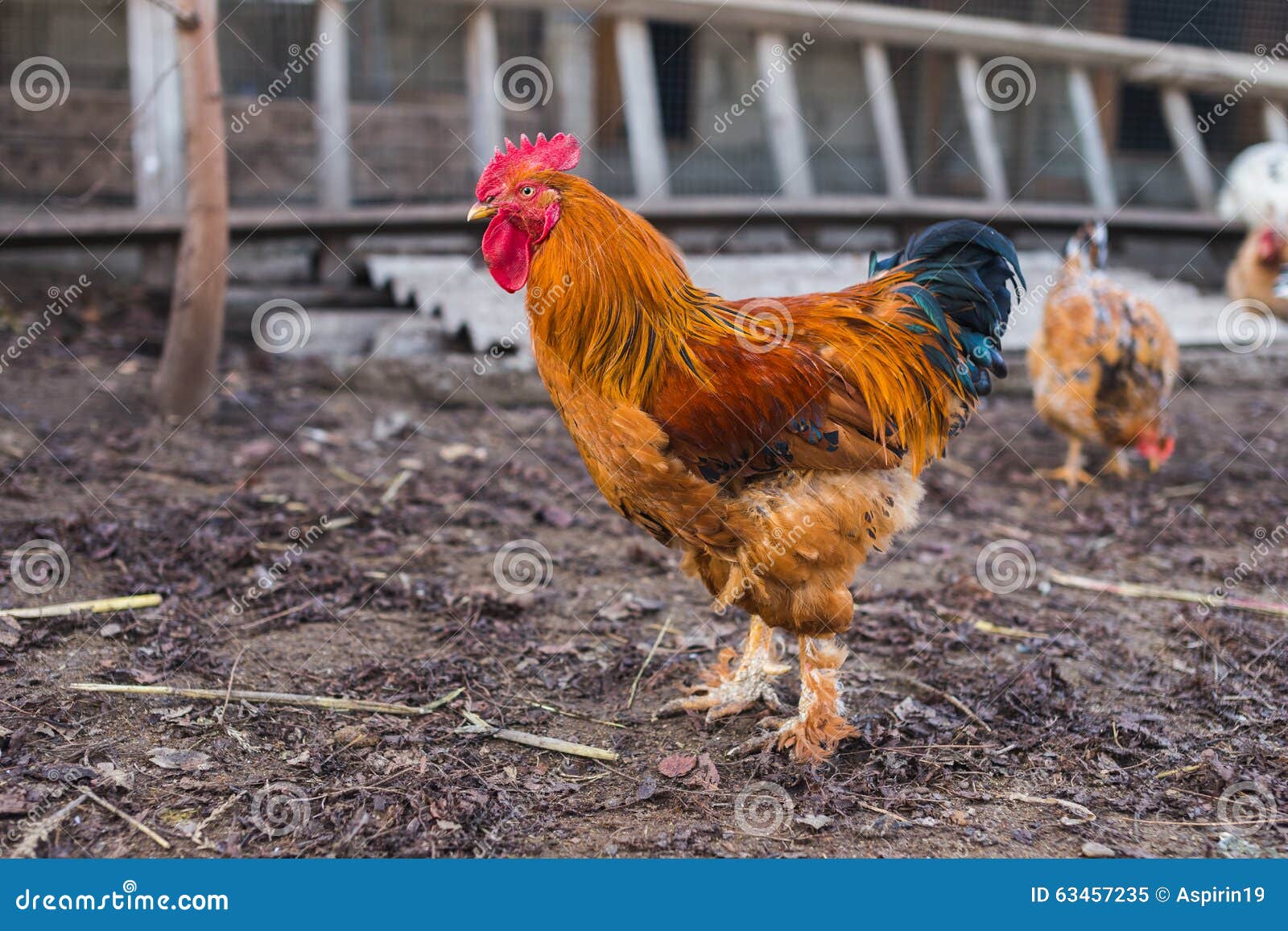 Pollo Nacional De La Granja Imagen de archivo - Imagen de consumerismo ...