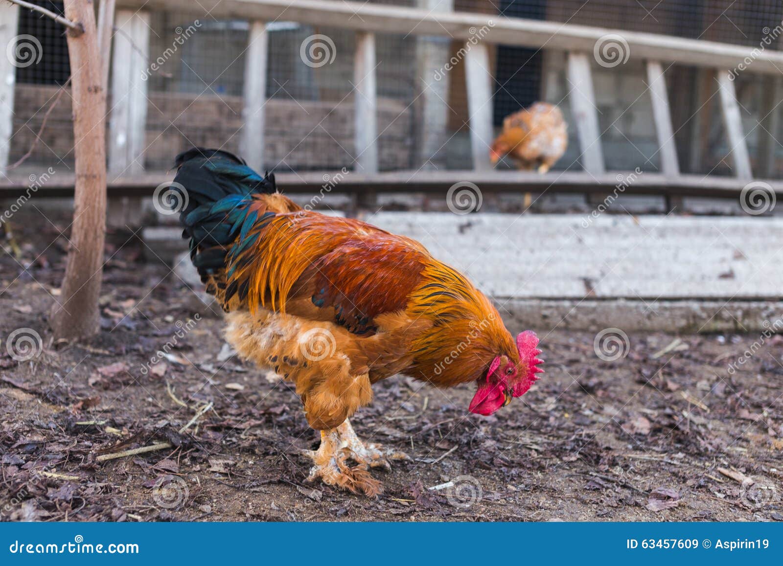 Pollo Nacional De La Granja Imagen de archivo - Imagen de arqueamiento ...