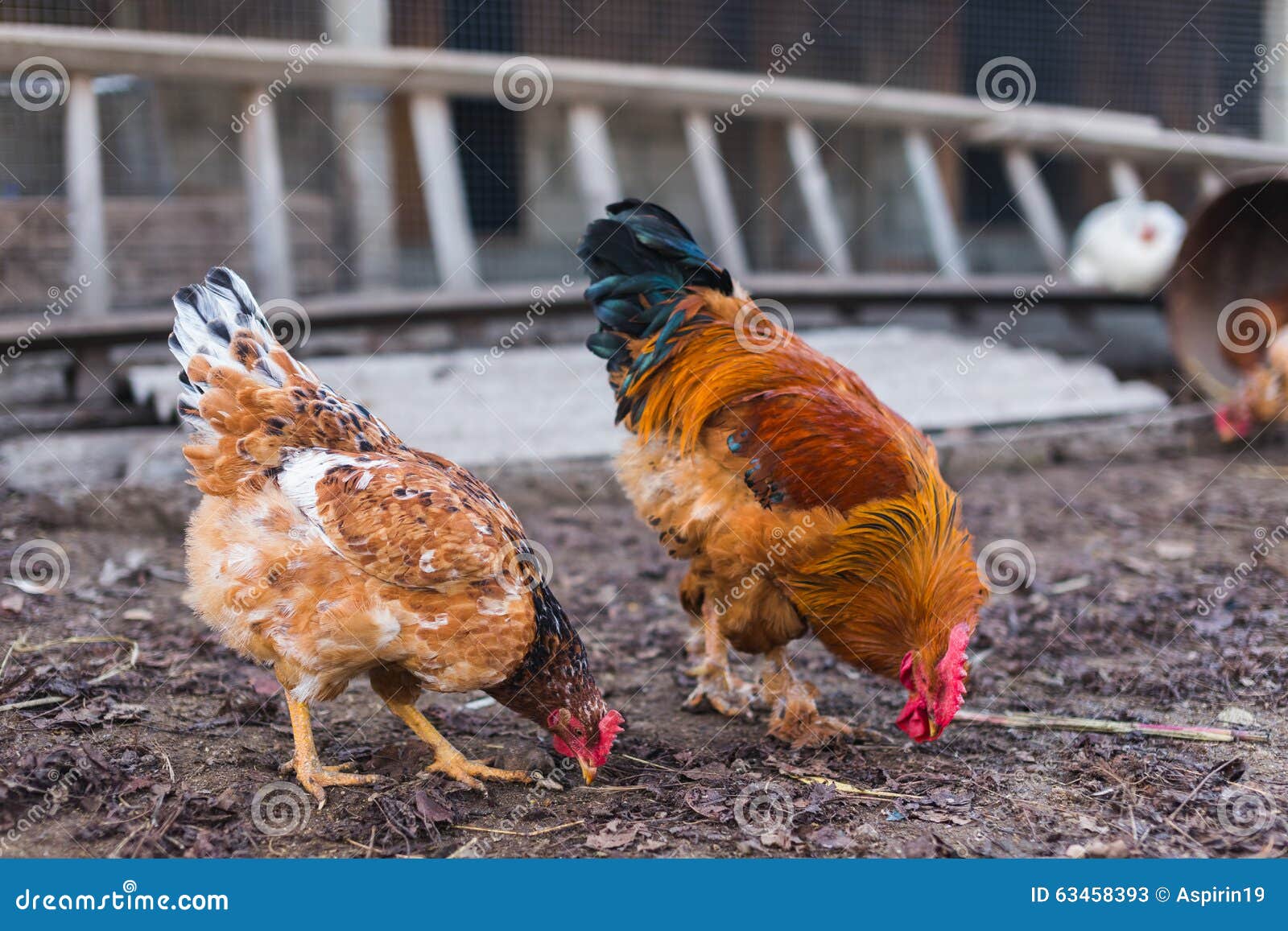 Pollo Nacional De La Granja Imagen de archivo - Imagen de animal, vivo ...