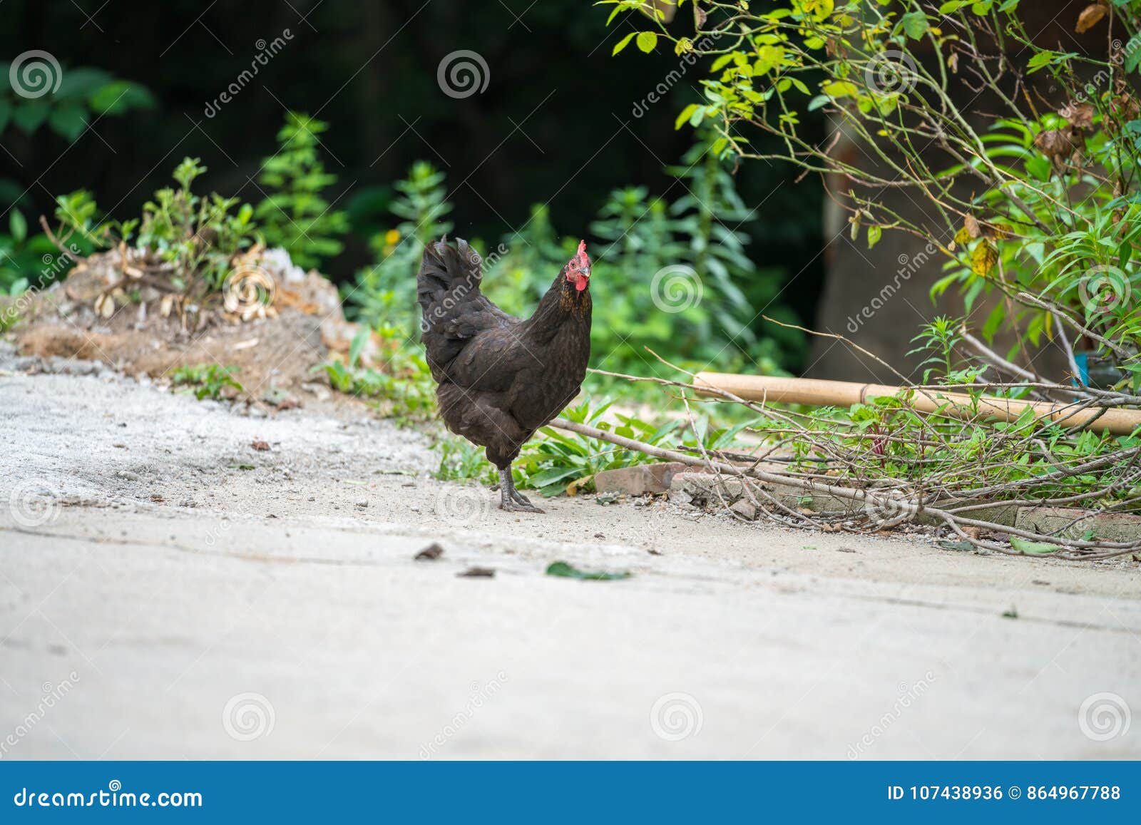 Pollo negro foto de archivo. Imagen de exterior, pasto - 107438936
