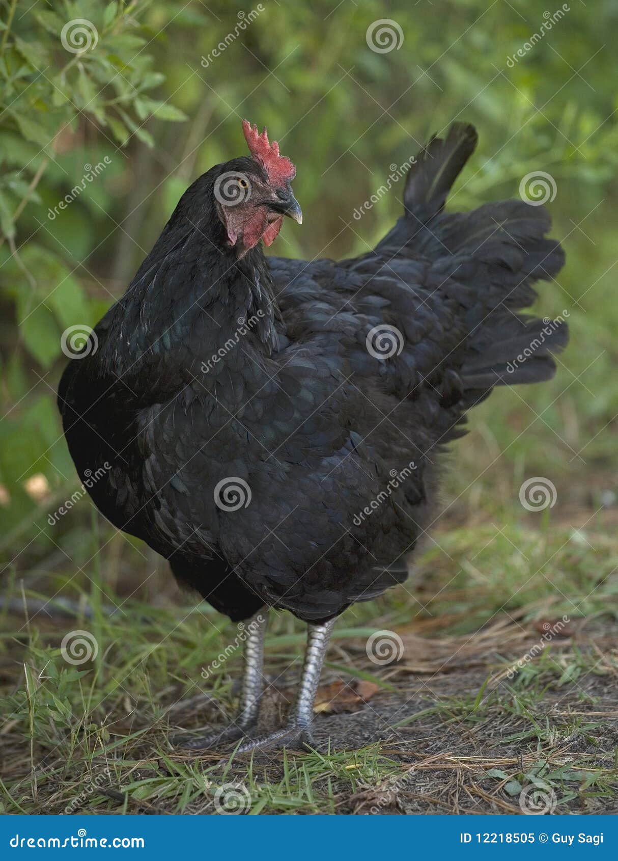 Pollo negro imagen de archivo. Imagen de plumas, alas - 12218505