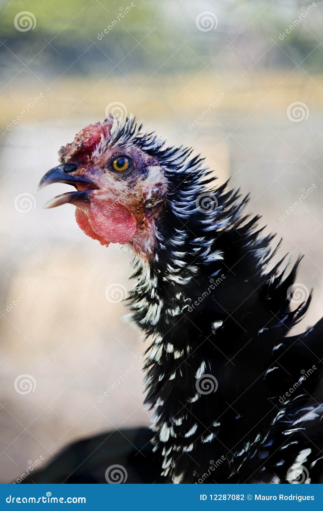 Pollo negro foto de archivo. Imagen de pluma, brillante - 12287082