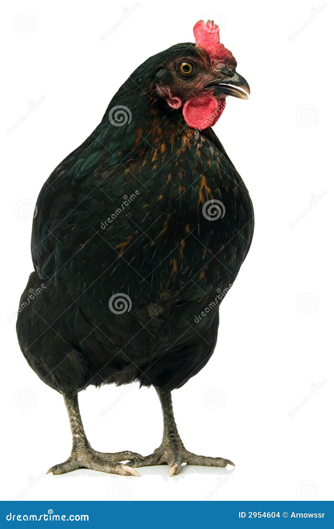 Pollo negro foto de archivo. Imagen de pluma, cierre, fondo - 2954604