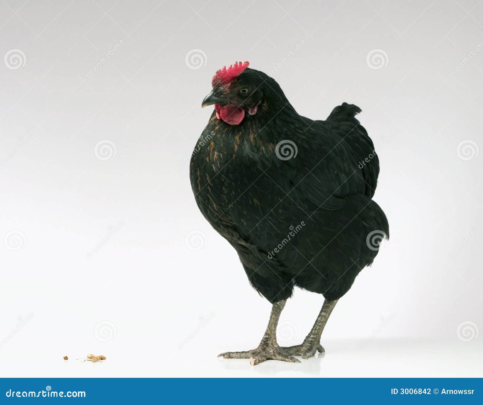 Pollo negro foto de archivo. Imagen de aislado, pluma - 3006842