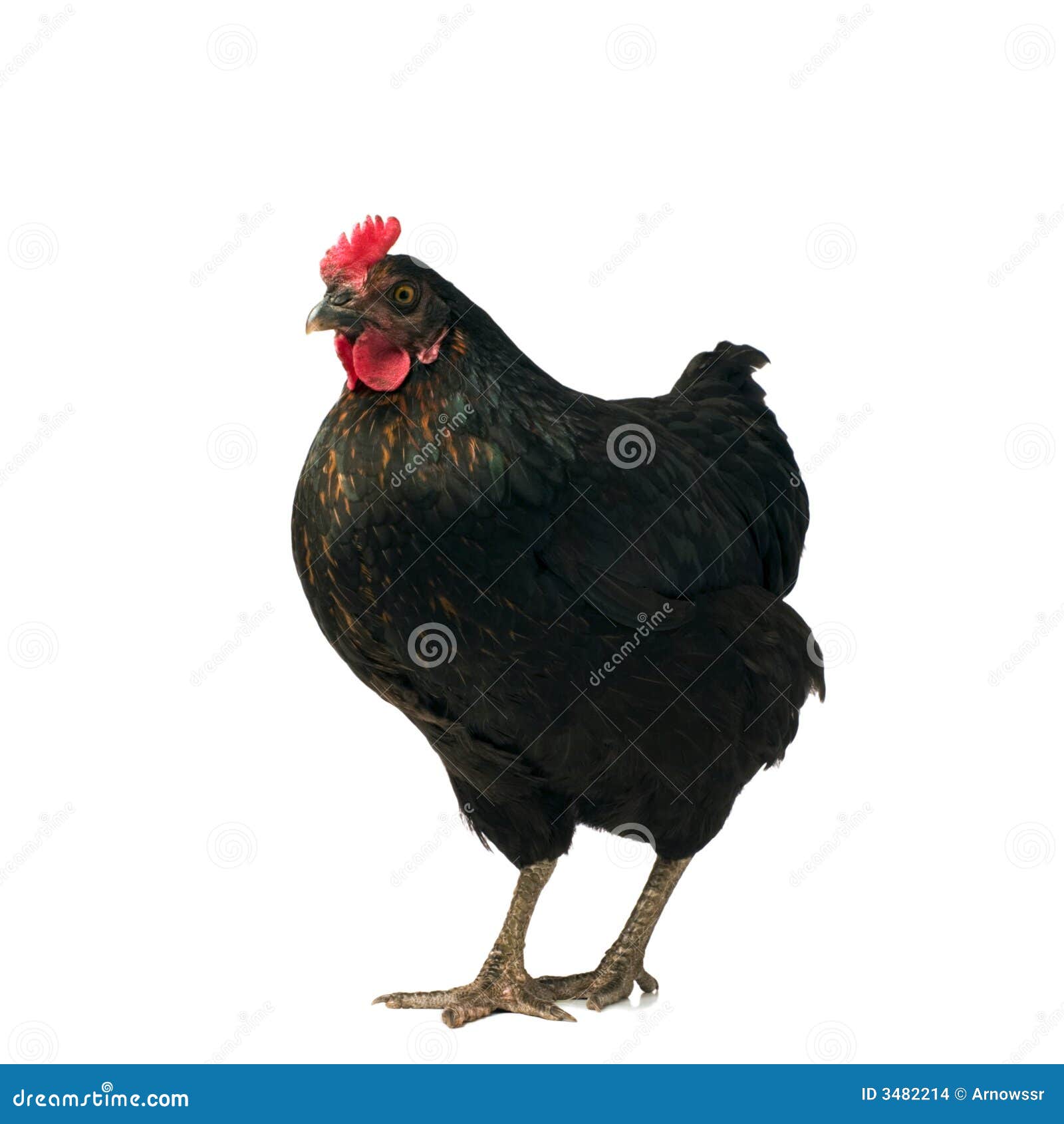 Pollo negro foto de archivo. Imagen de blanco, negro, pluma - 3482214