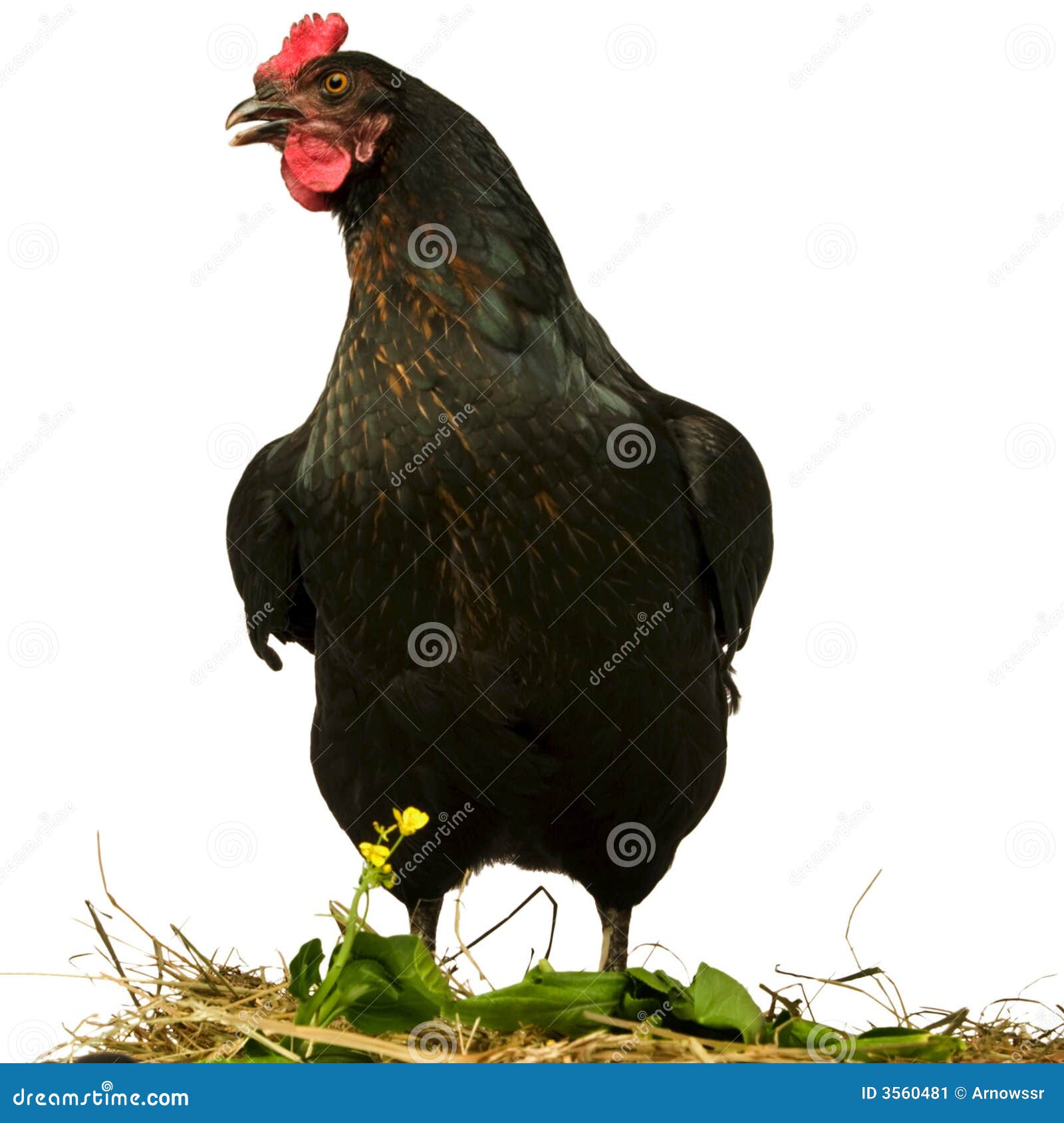 Pollo negro imagen de archivo. Imagen de pluma, gallina - 3560481