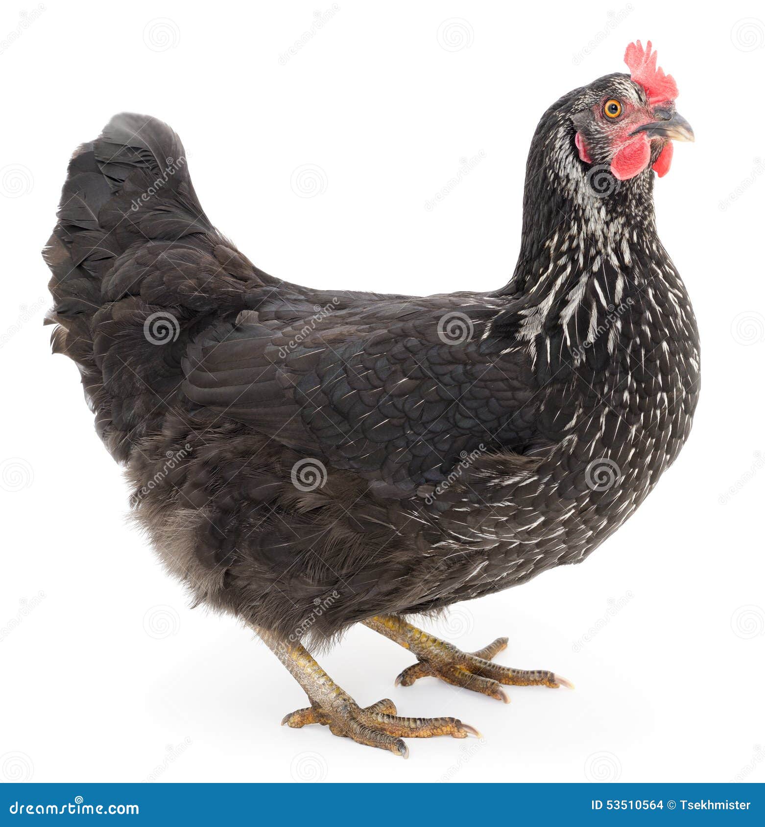 Pollo negro foto de archivo. Imagen de tiro, estudio - 53510564
