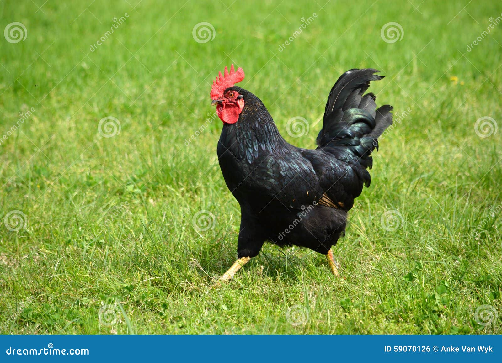 Pollo negro foto de archivo. Imagen de granja, perfil - 59070126