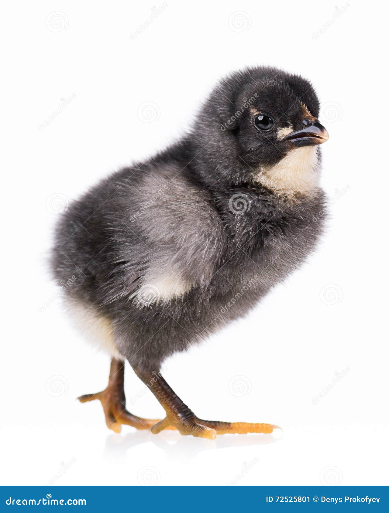 Pollo Negro Aislado En Blanco Imagen de archivo - Imagen de concepto ...