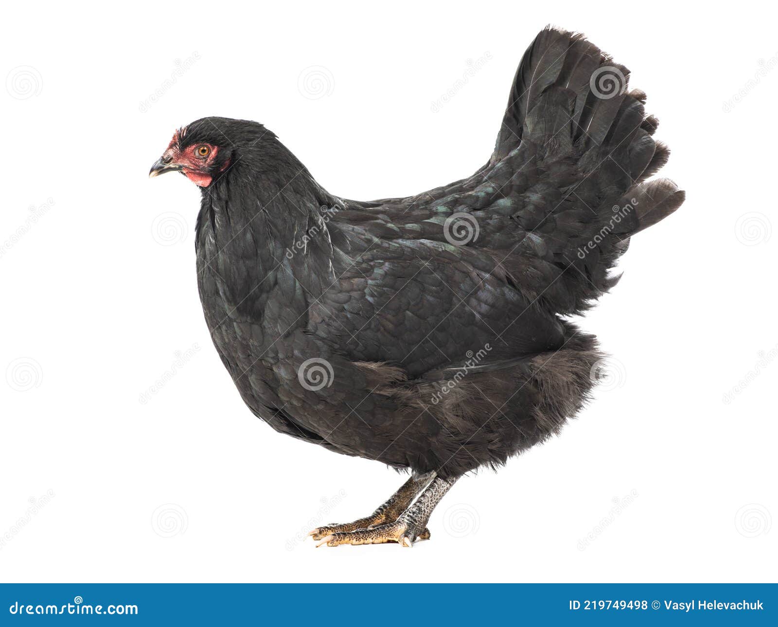 Pollo Negro Aislado Sobre Blanco Foto de archivo - Imagen de granja ...