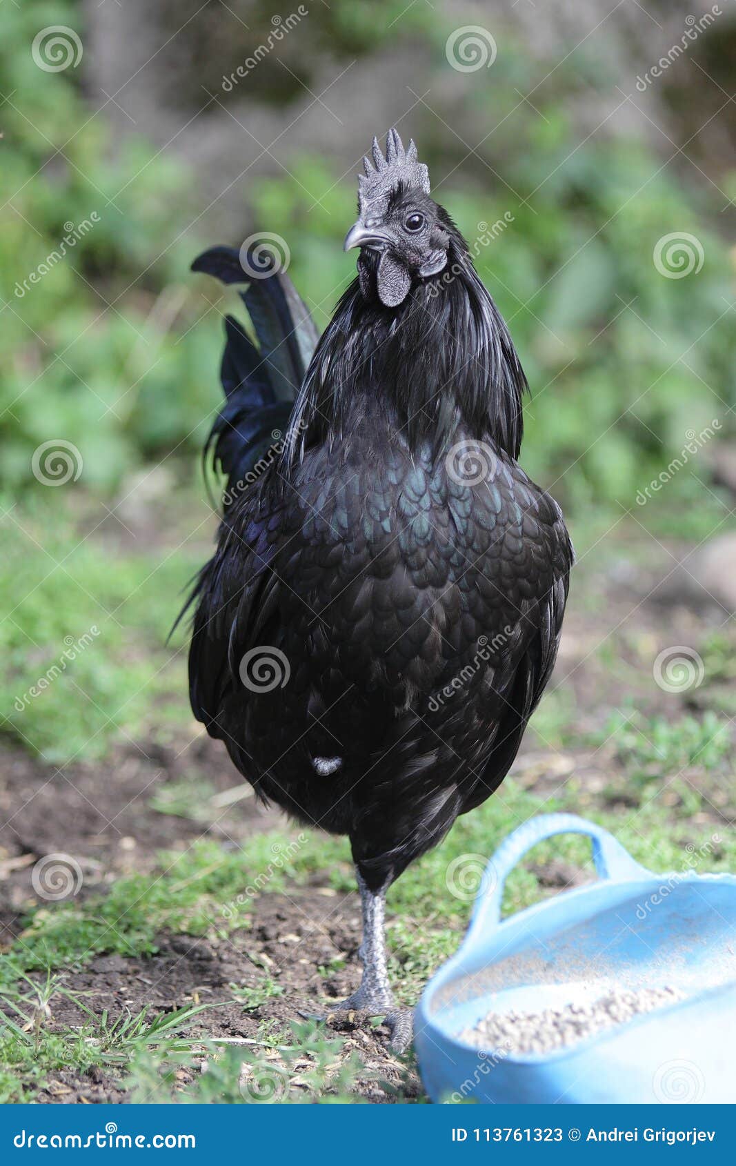 Pollo negro de Ayam Cemani imagen de archivo. Imagen de pluma - 113761323