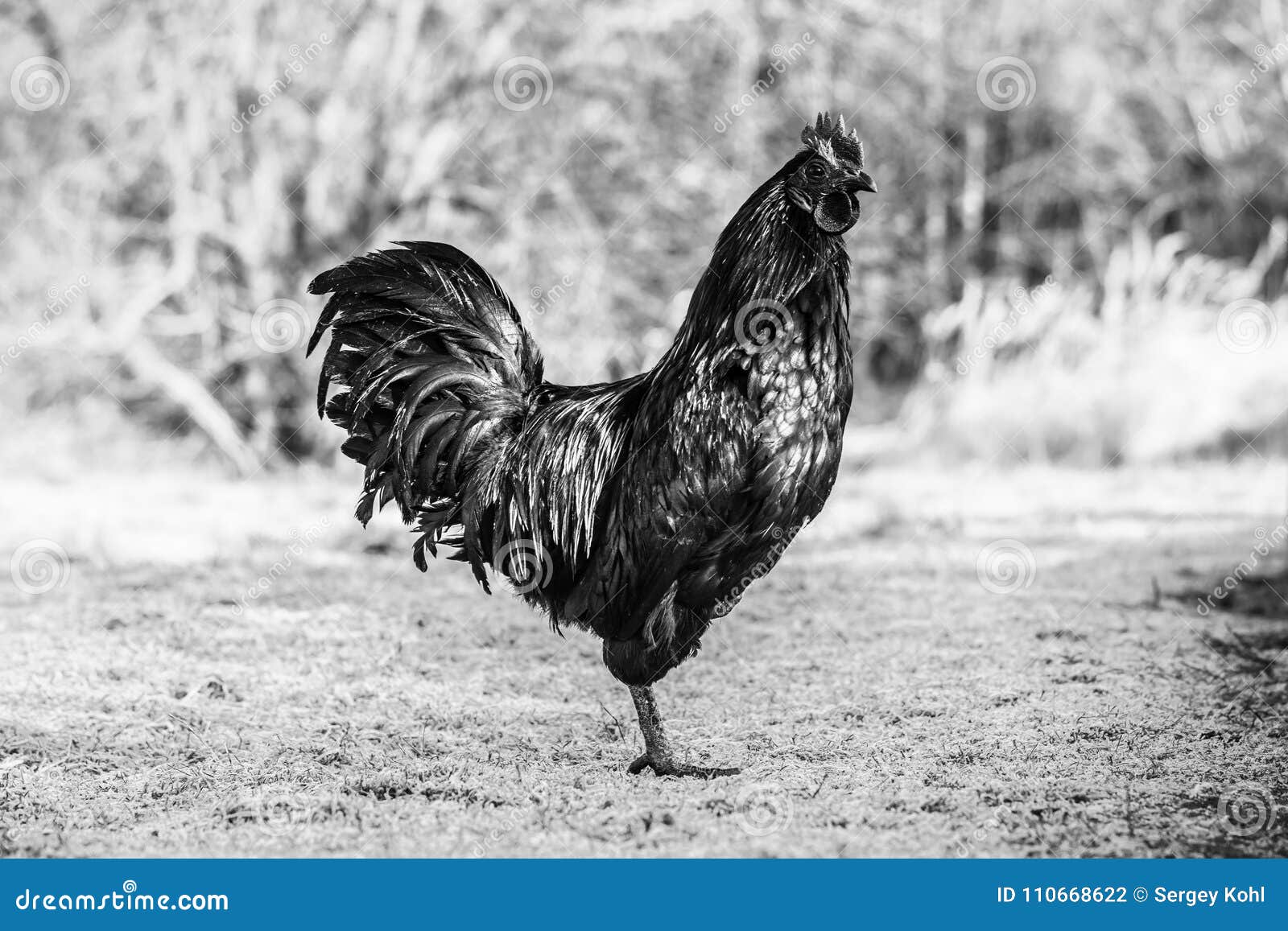 Pollo Negro De Indonesia - Ayam Cemani Foto de archivo - Imagen de ...