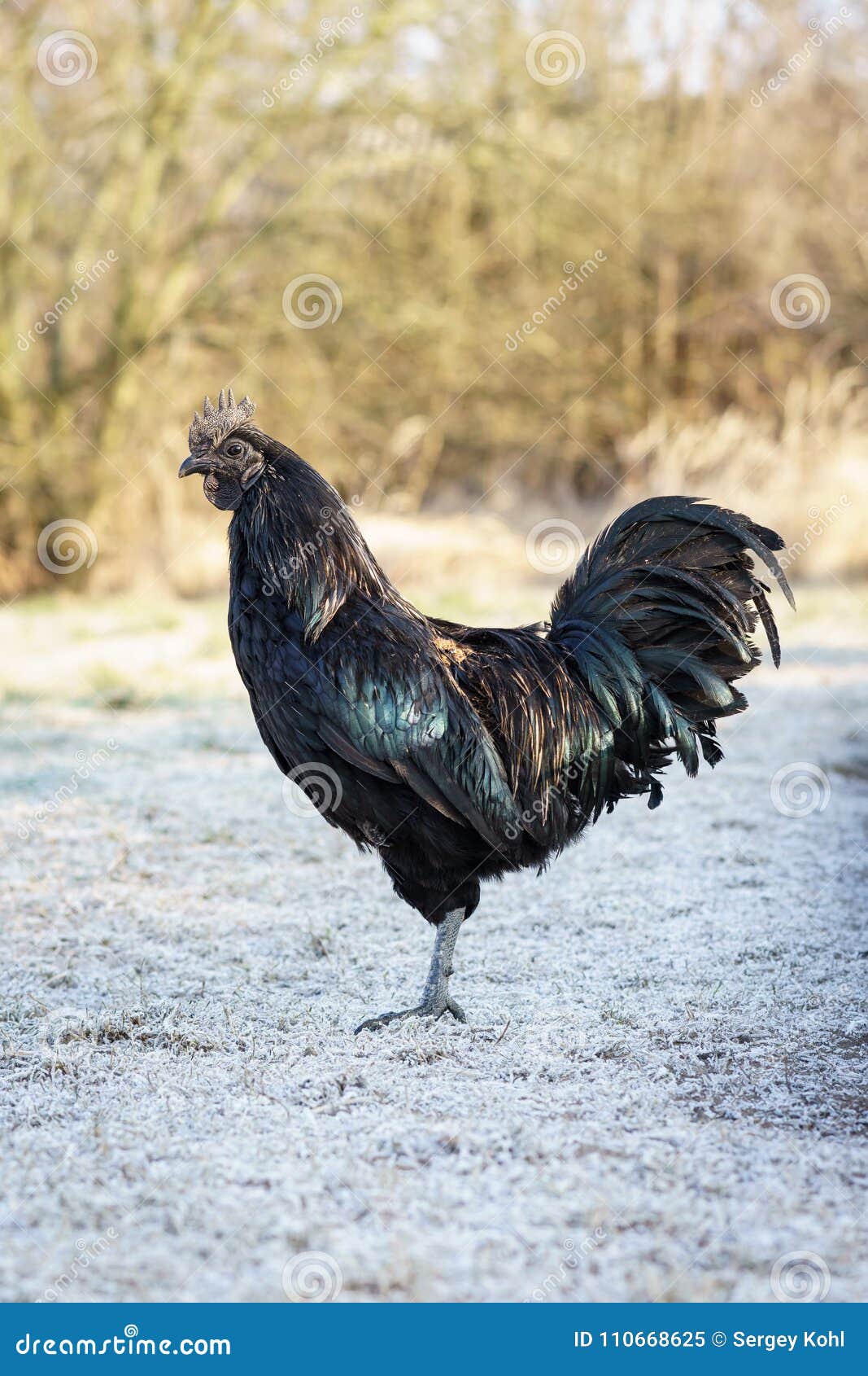 Pollo Negro De Indonesia - Ayam Cemani Imagen de archivo - Imagen de ...