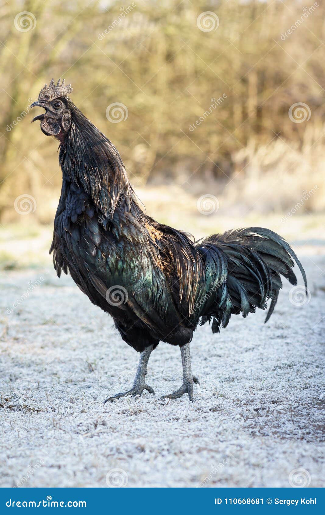 Pollo Negro De Indonesia - Ayam Cemani Imagen de archivo - Imagen de ...