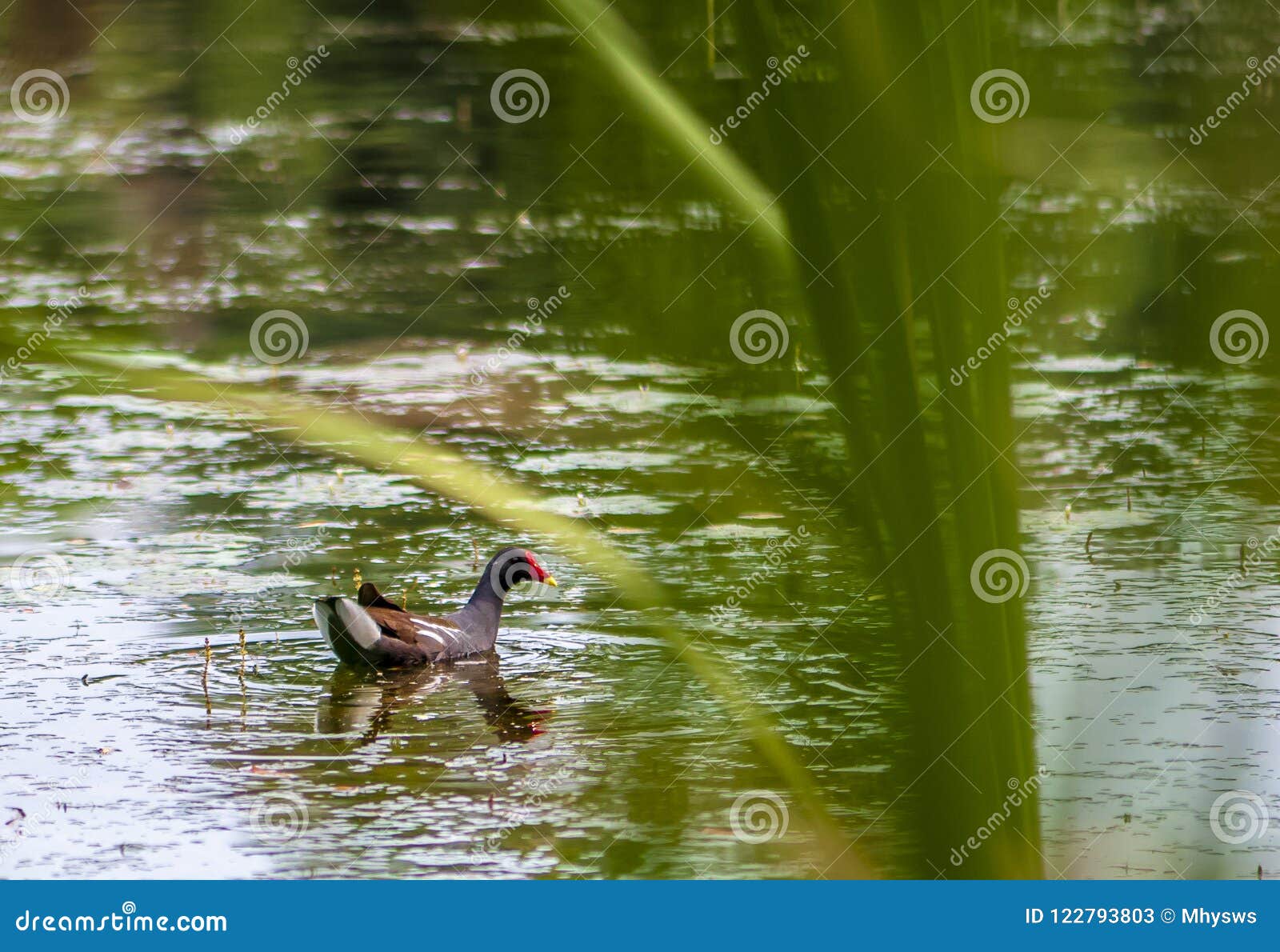 Pollo negro del agua imagen de archivo. Imagen de lago - 122793803