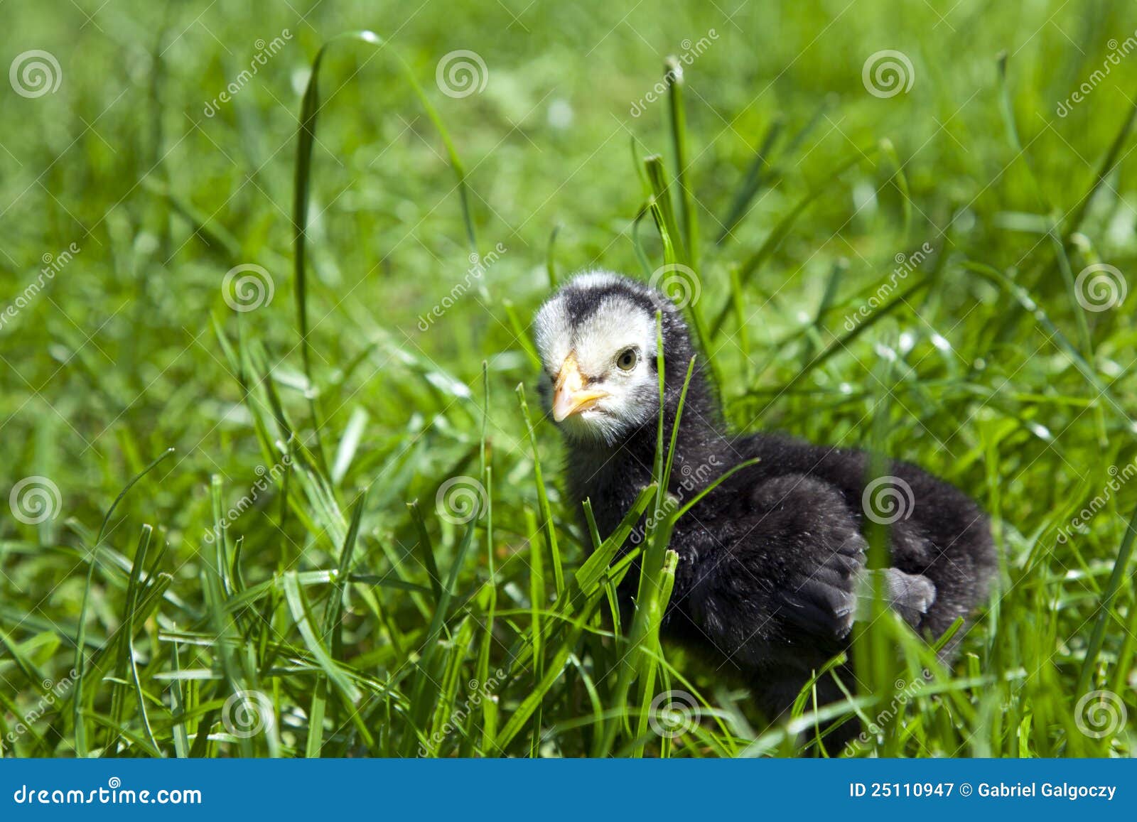 Pollo negro del bebé imagen de archivo. Imagen de poultry - 25110947