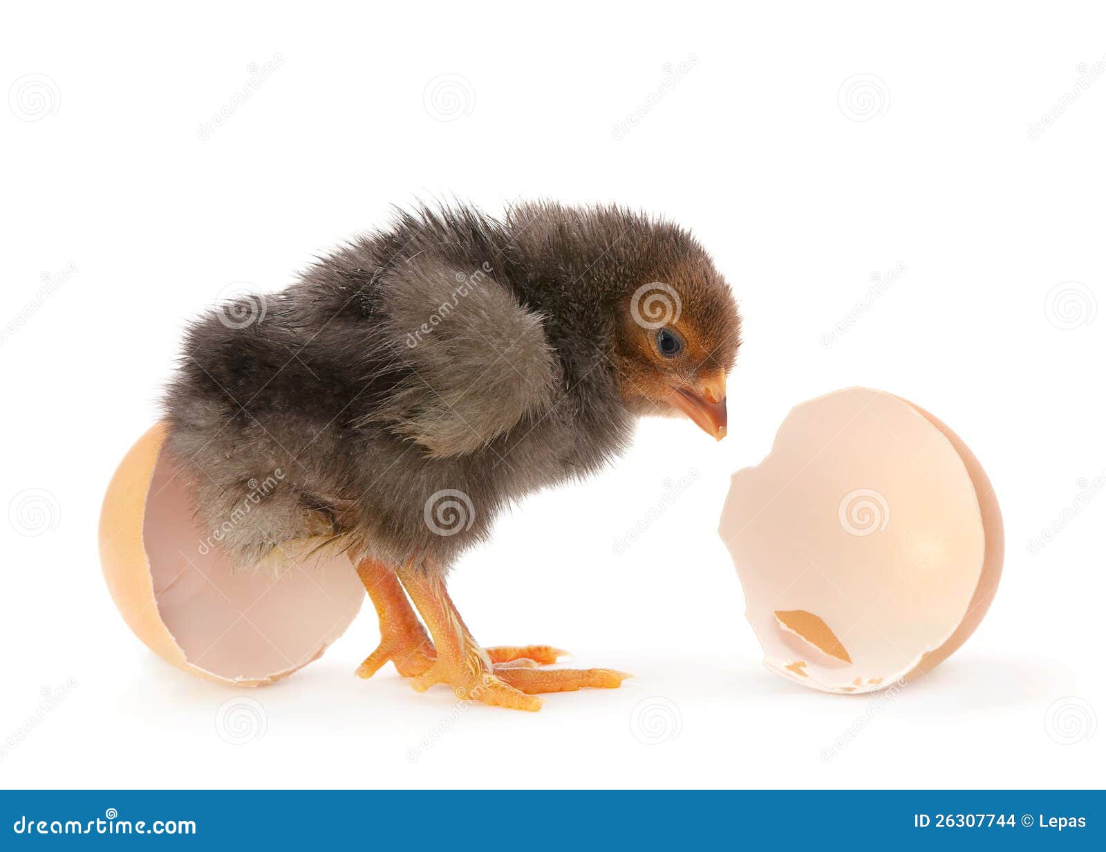 Pollo negro del bebé foto de archivo. Imagen de primer - 26307744
