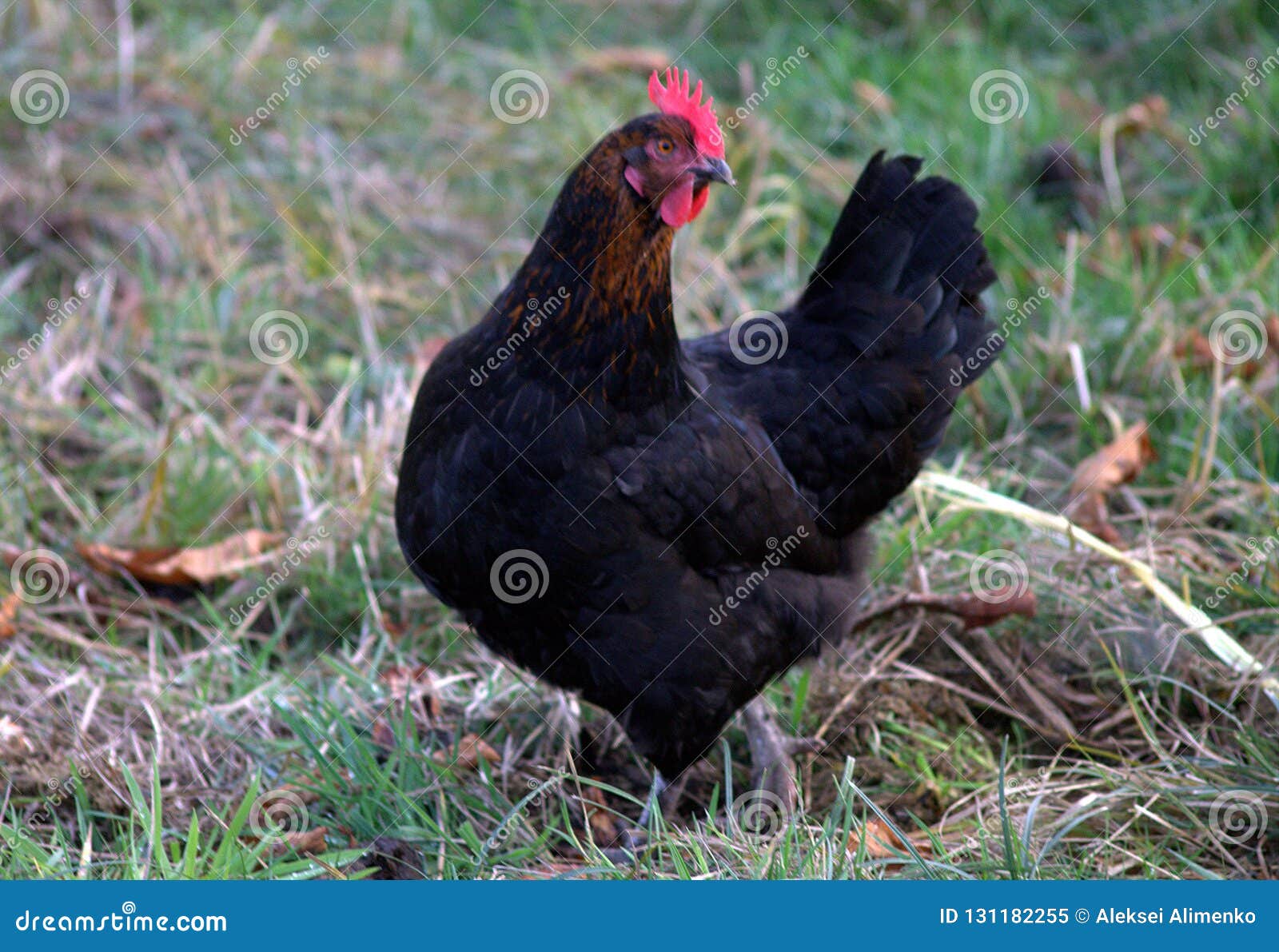 Pollo negro en el Garde imagen de archivo. Imagen de negro - 131182255