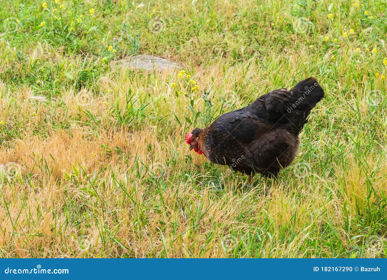 Pollo negro en la pradera foto de archivo. Imagen de plumaje - 182167290