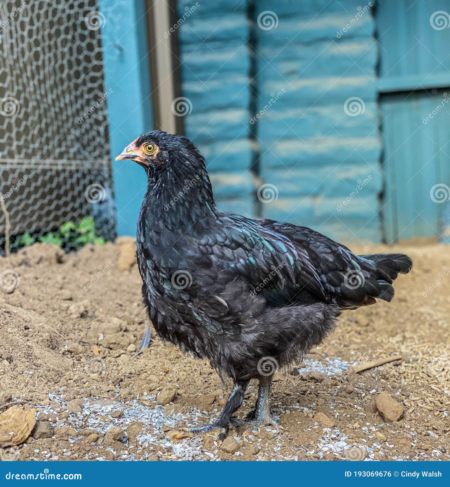 Pollo negro foto de archivo. Imagen de agricultura, ganado - 193069676