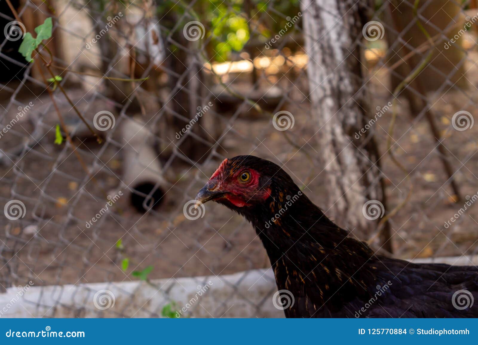 Pollo Negro Que Mira Cuidadosamente Foto de archivo - Imagen de verde ...