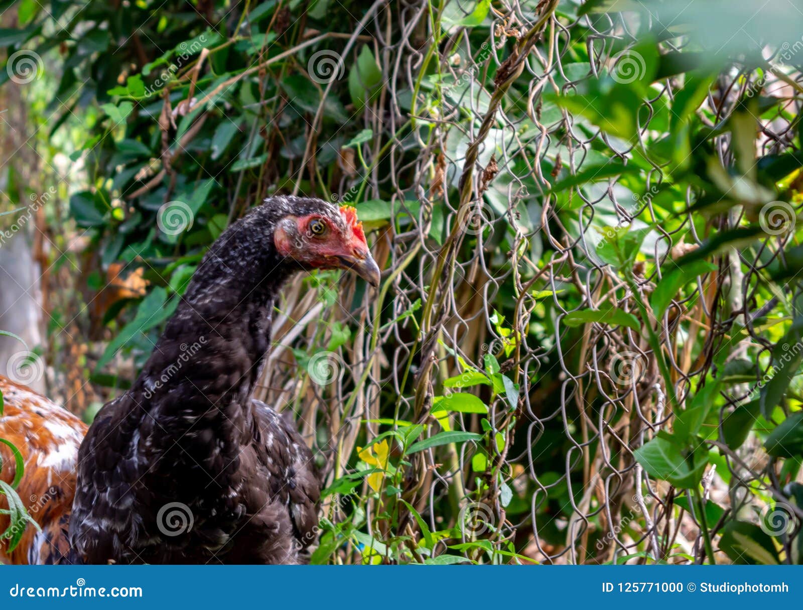 Pollo Negro Que Mira Cuidadosamente Foto de archivo - Imagen de ...