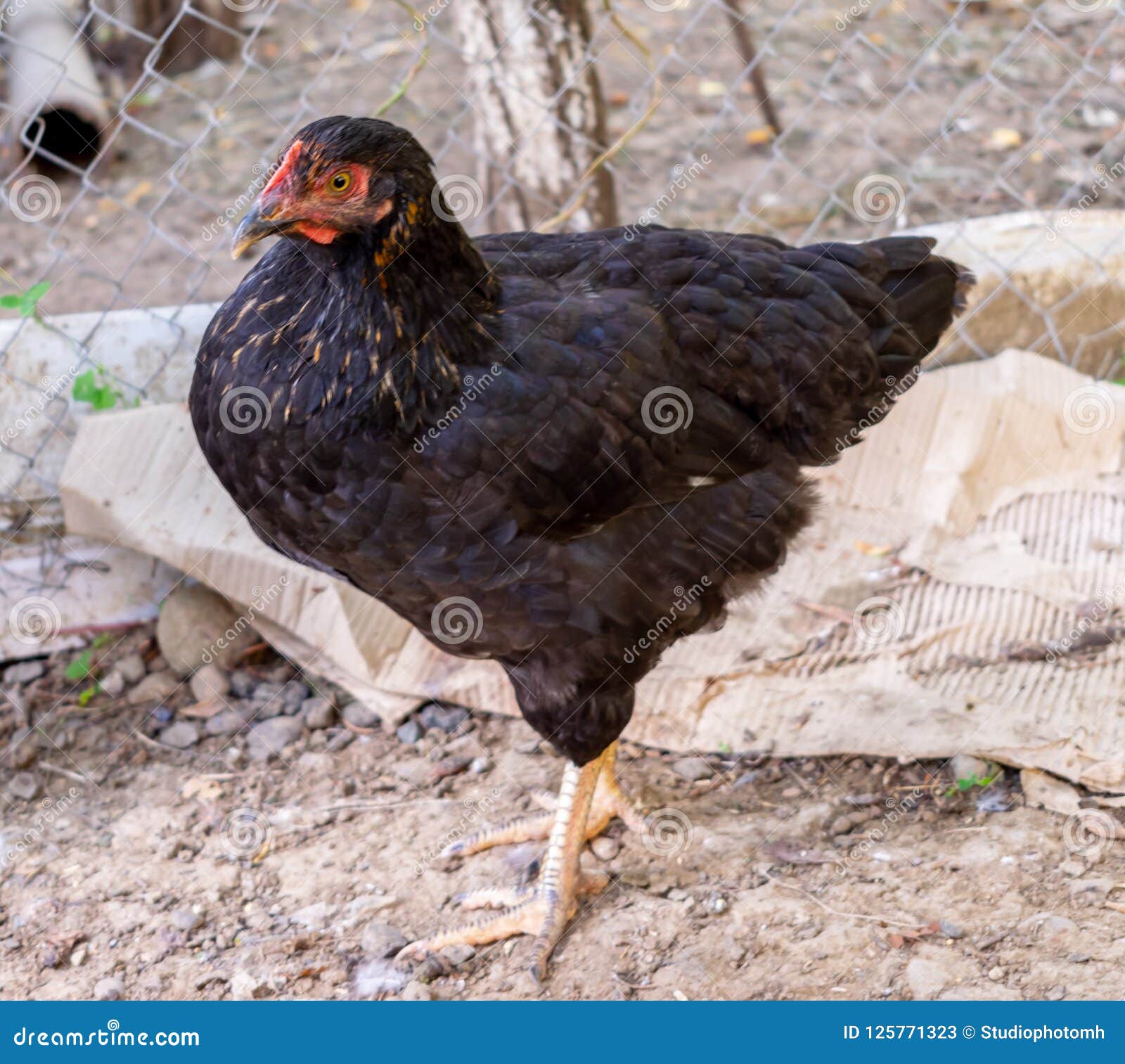 Pollo Negro Que Mira Cuidadosamente Imagen de archivo - Imagen de aves ...