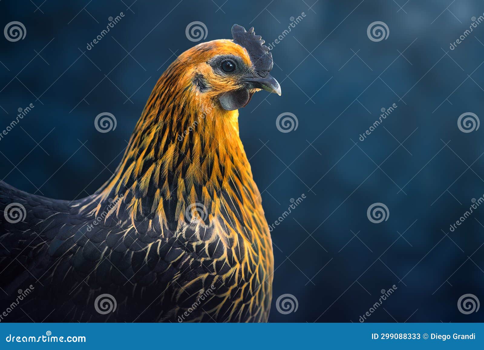 Pollo negro y dorado imagen de archivo. Imagen de lindo - 299088333