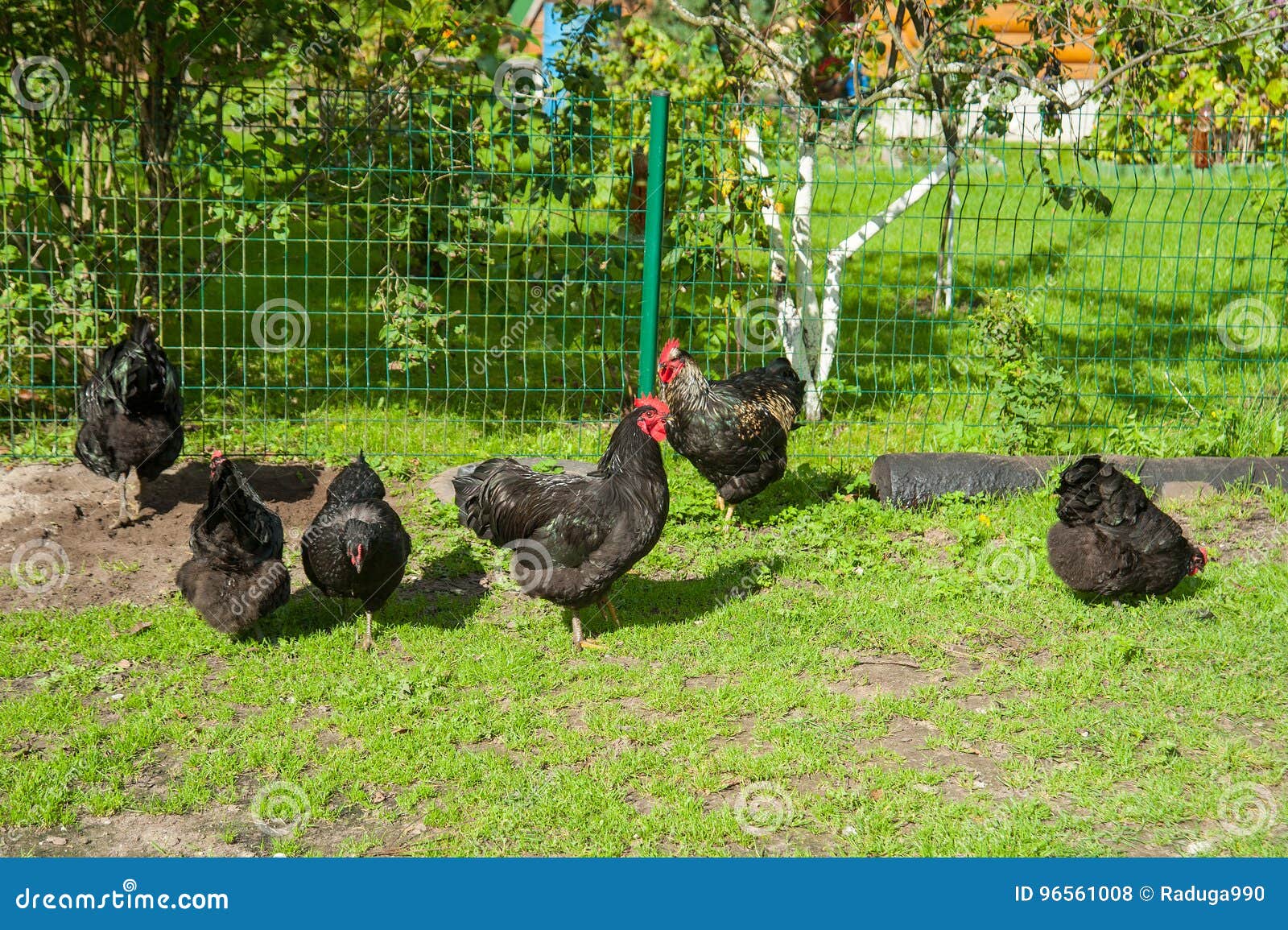 Pollo nero fotografia stock. Immagine di nero, occhio - 96561008