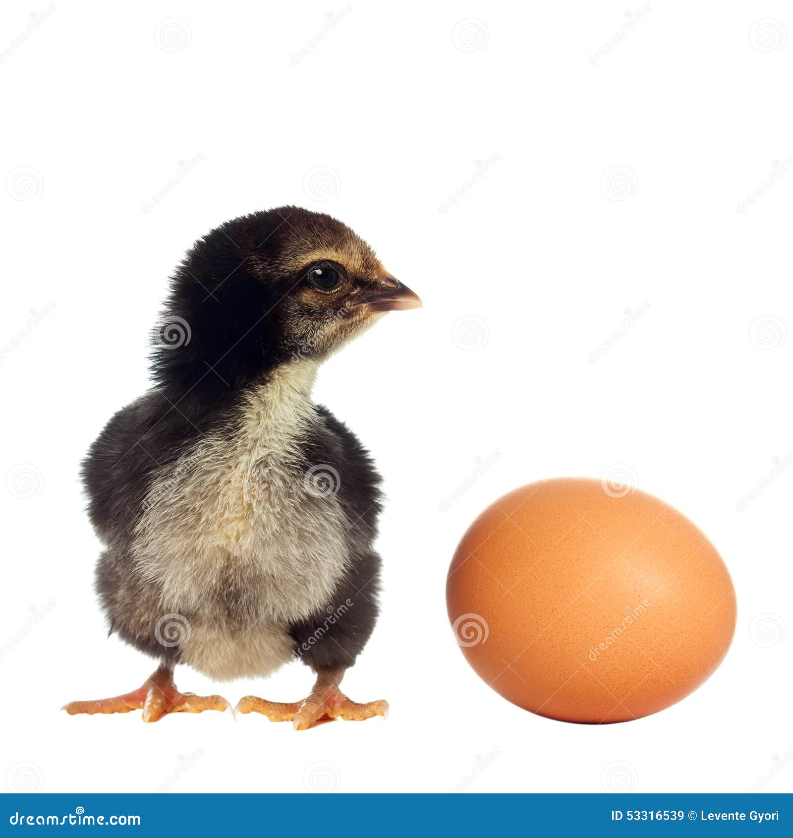Pollo nero con l'uovo immagine stock. Immagine di pulcino - 53316539