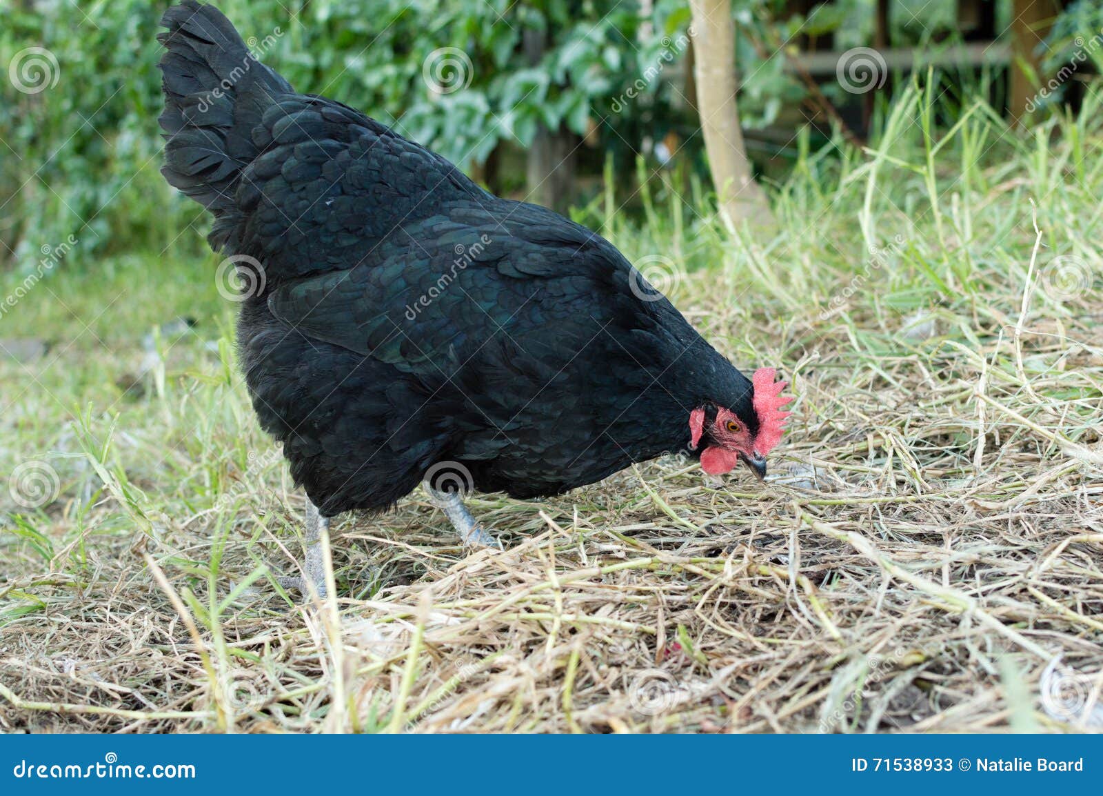 Pollo nero del australorp immagine stock. Immagine di sfondo - 71538933