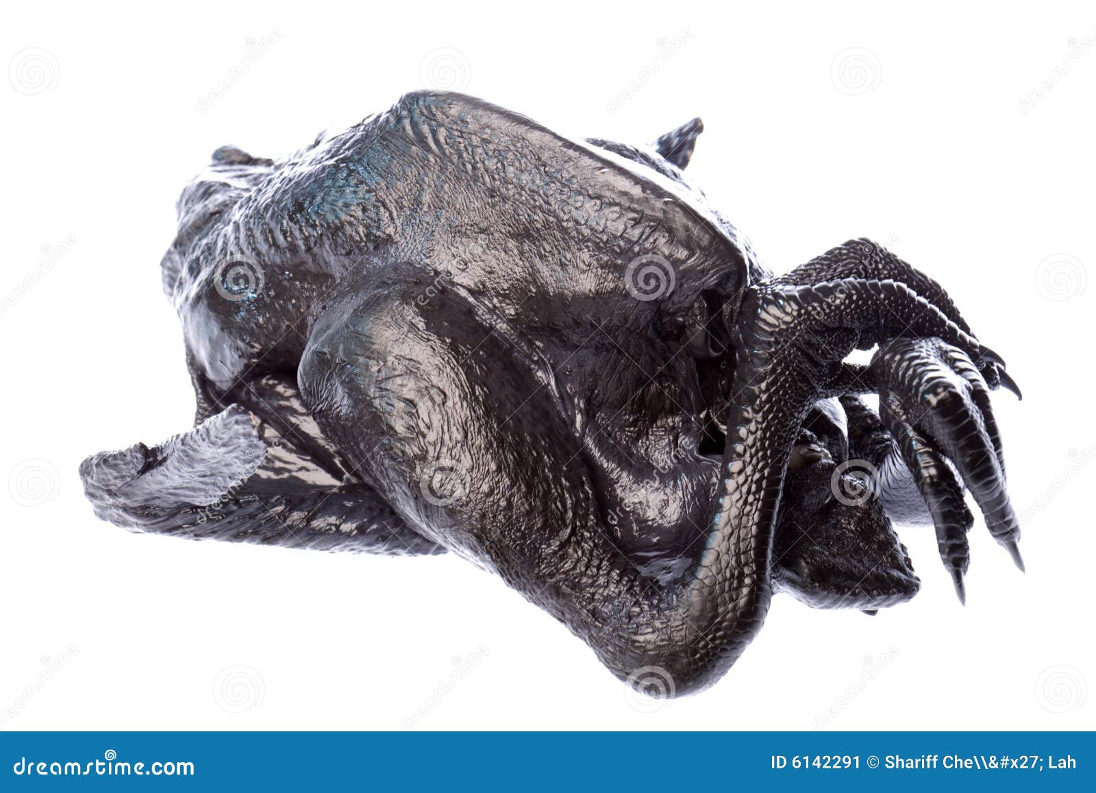 Pollo nero isolato immagine stock. Immagine di pranzo - 6142291