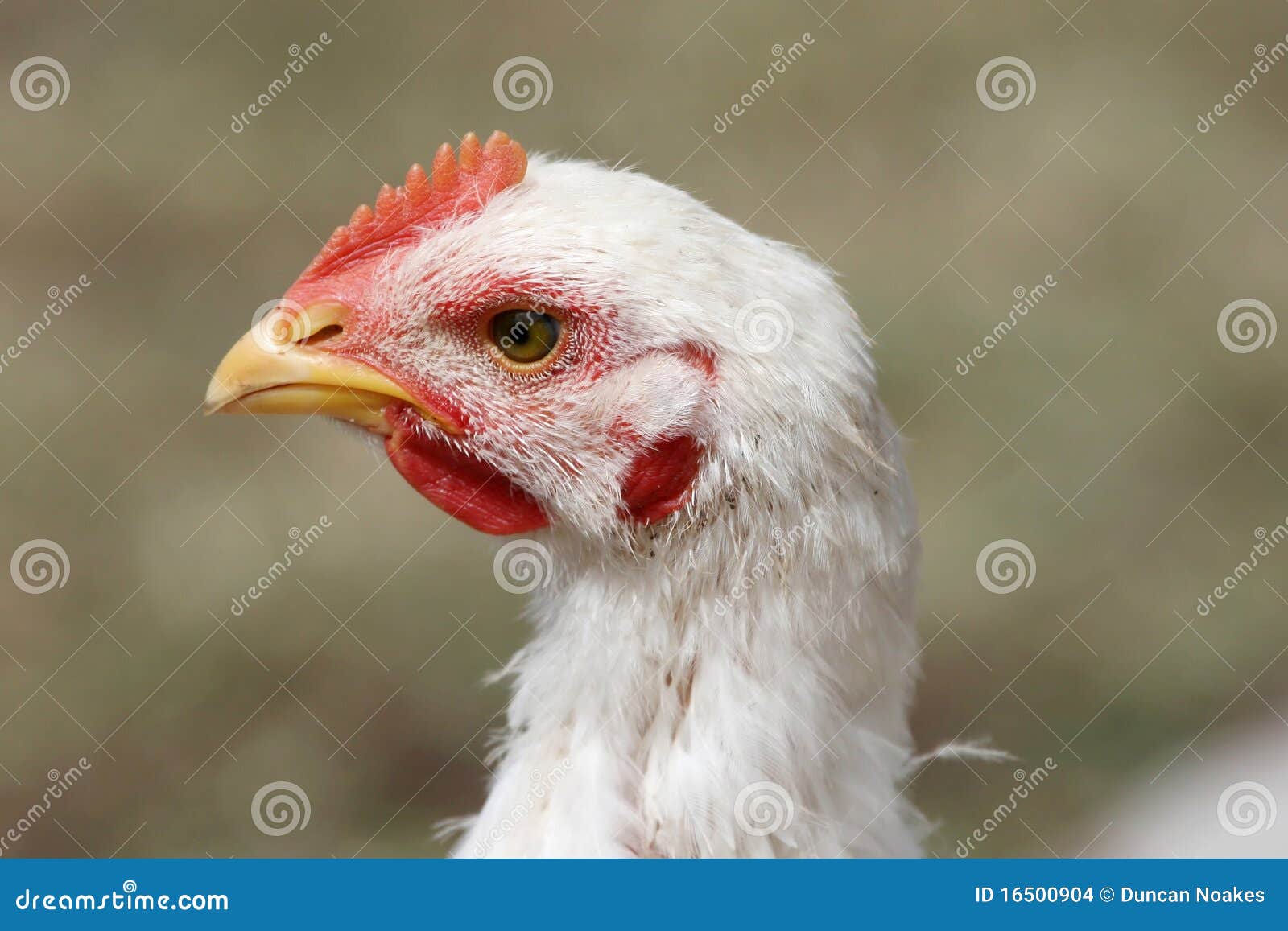 Pollo o gallina foto de archivo. Imagen de rural, granja - 16500904