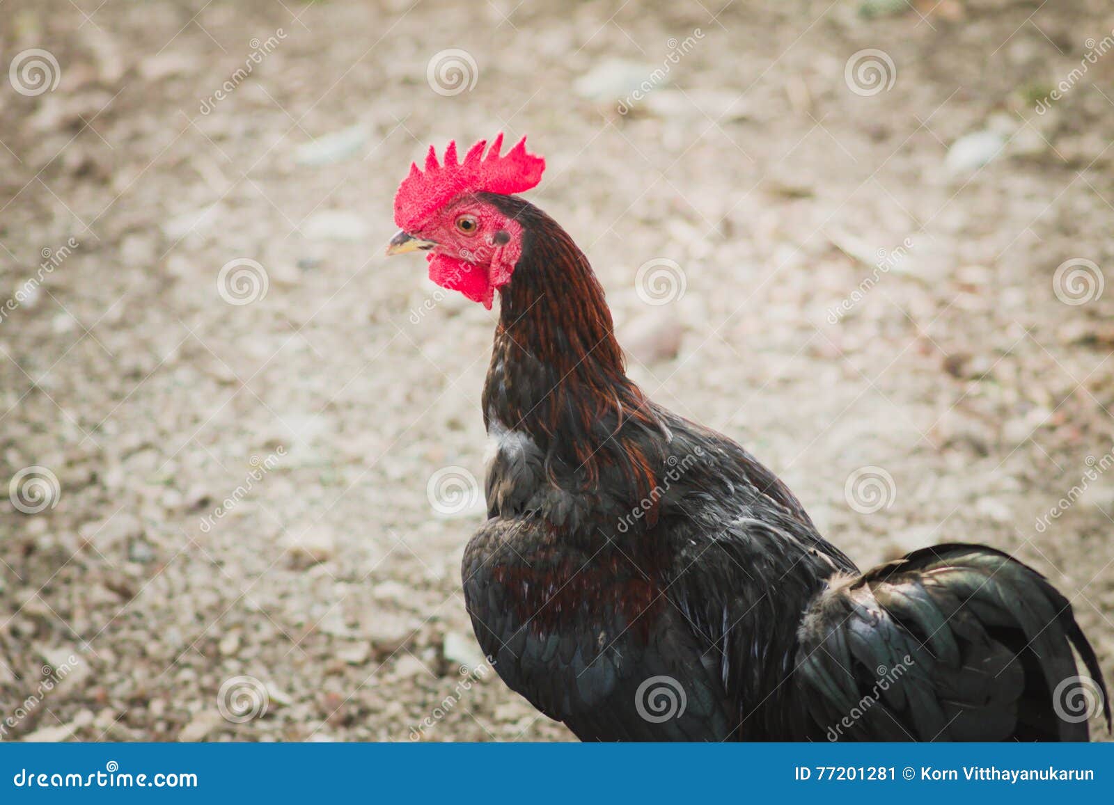 Pollo O Gallina Nero Asiatico Immagine Stock - Immagine di carne, piume ...