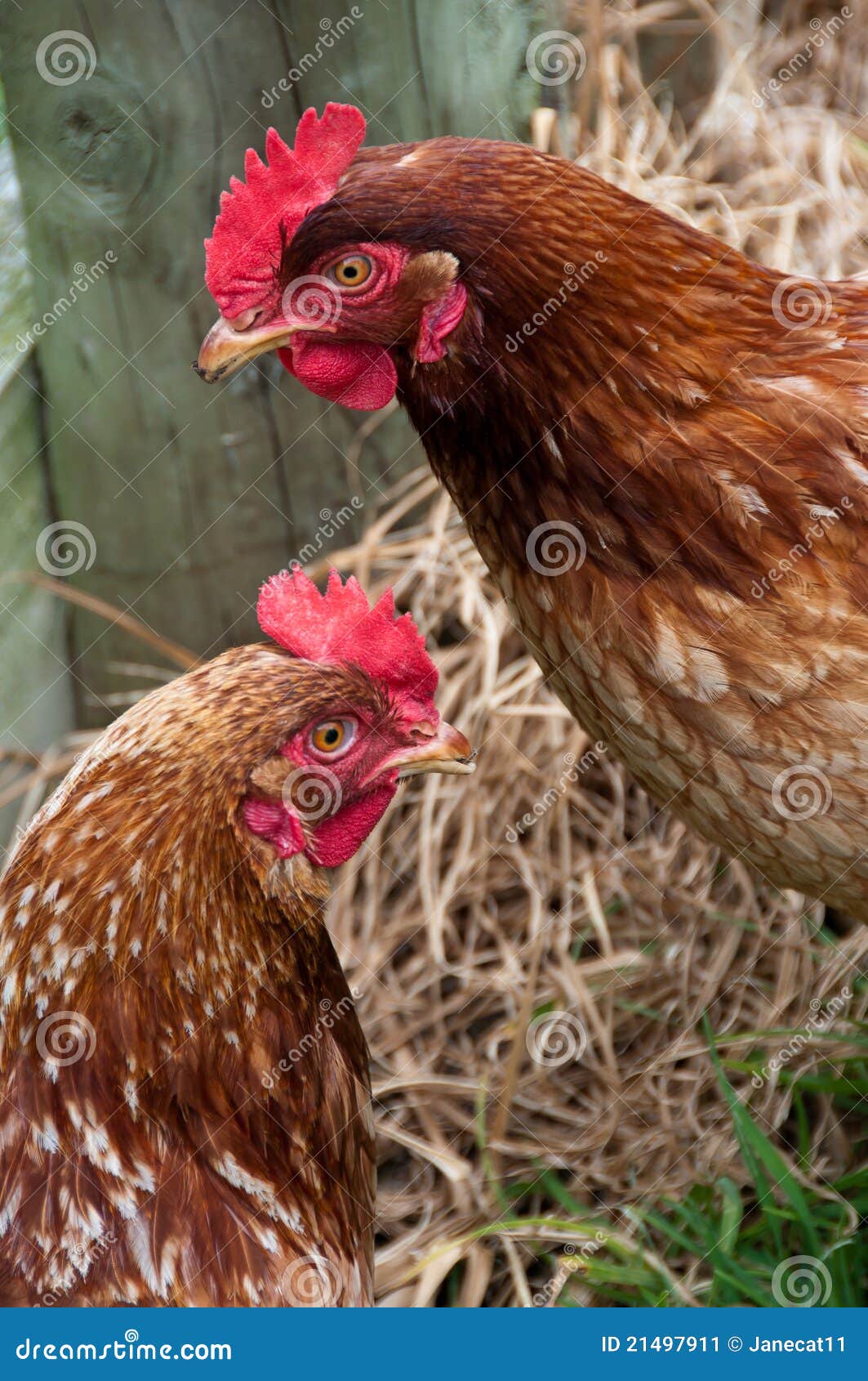 Pollo Orgánico Del Rango Libre Imagen de archivo - Imagen de pollo ...