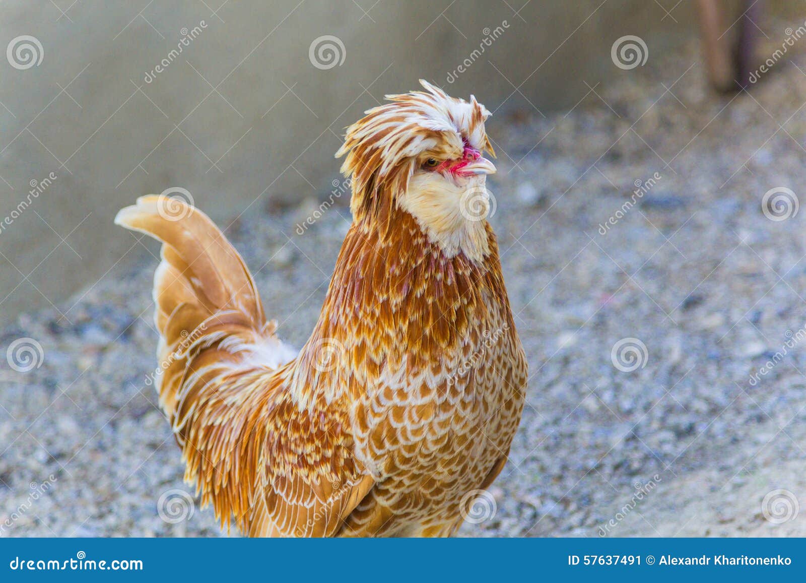 Pollo paduano imagen de archivo. Imagen de cochin, peinado - 57637491