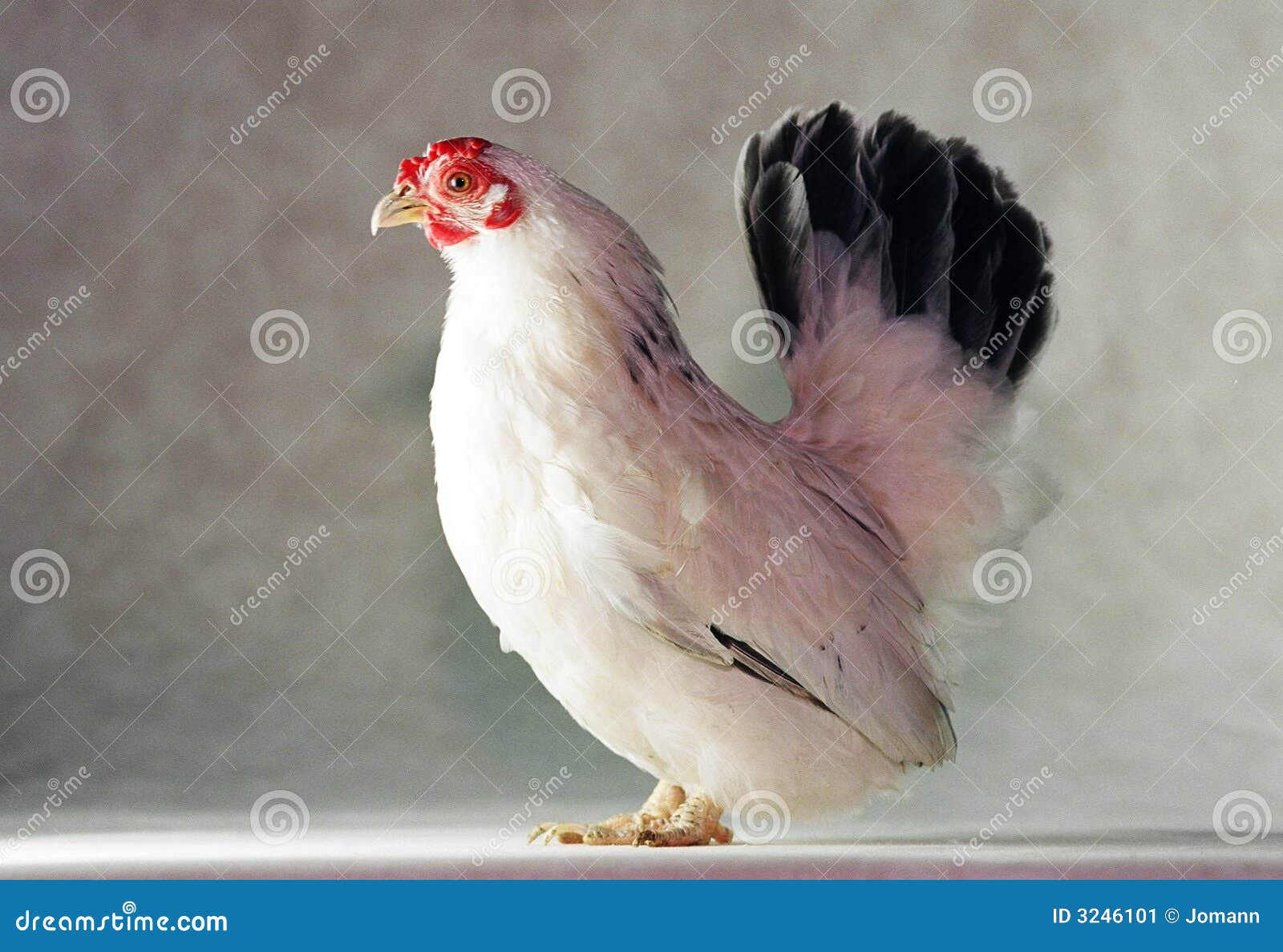 Pollo pequeno japonés imagen de archivo. Imagen de poultry - 3246101