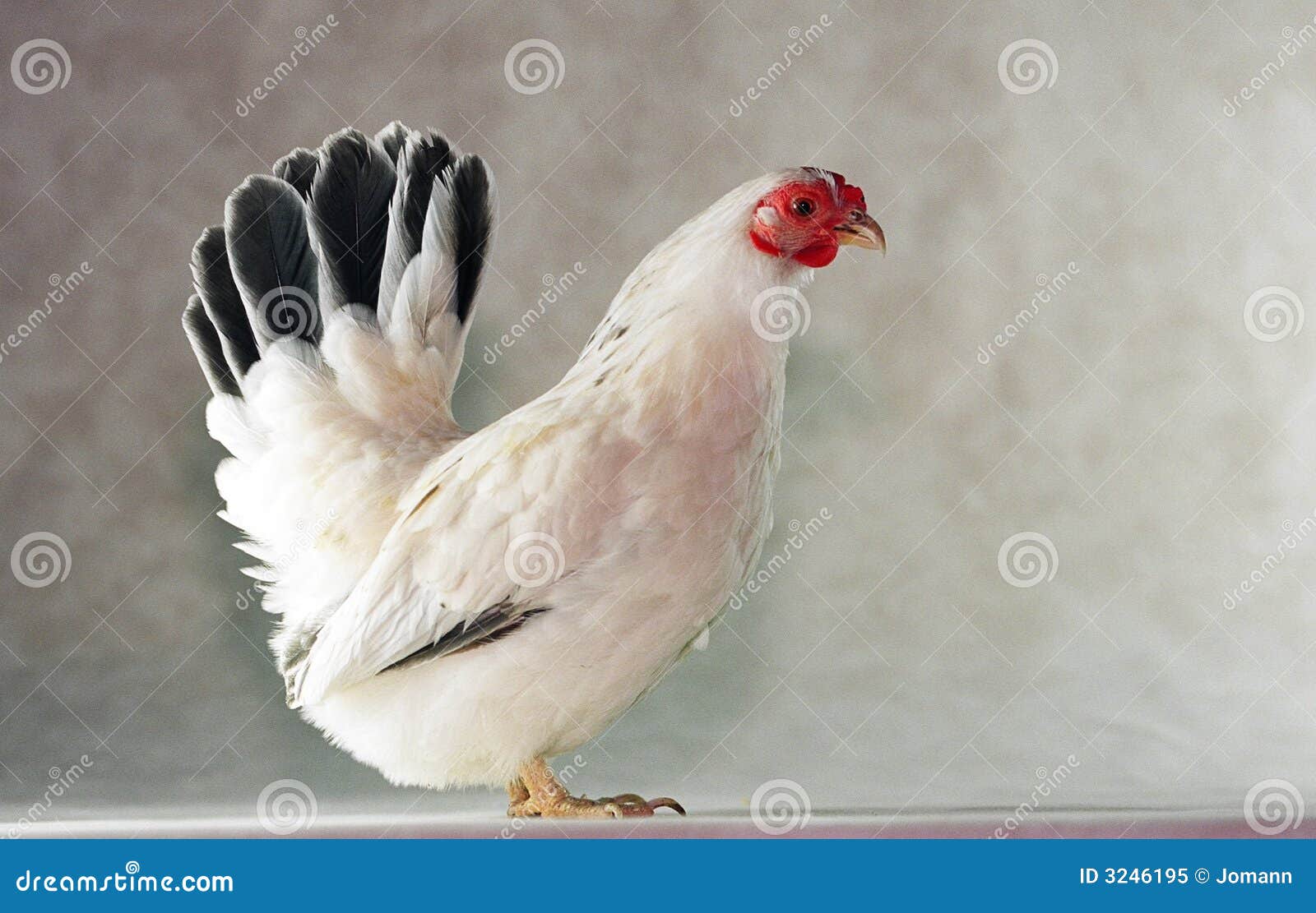 Pollo pequeno japonés imagen de archivo. Imagen de aves - 3246195