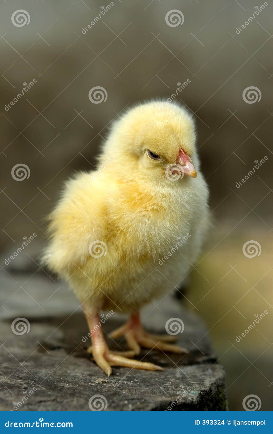 Pollo poco foto de archivo. Imagen de amarillo, amigos - 393324