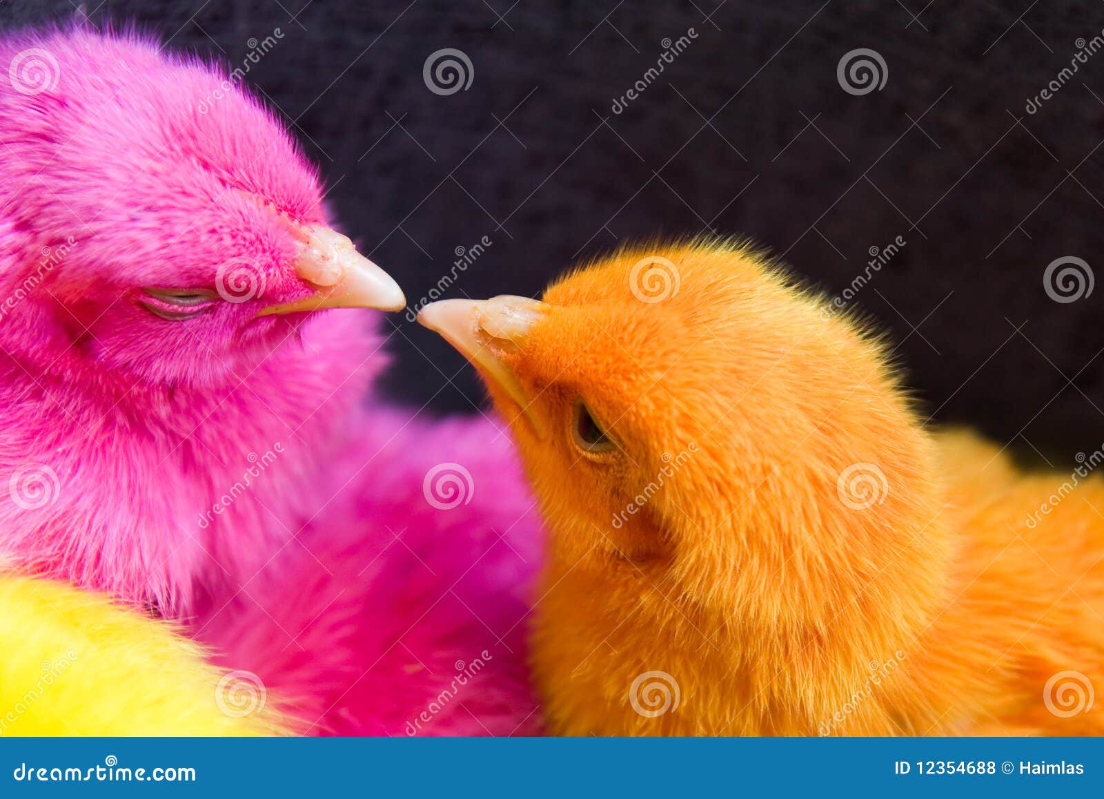 Pollo poco beso foto de archivo. Imagen de valentina - 12354688