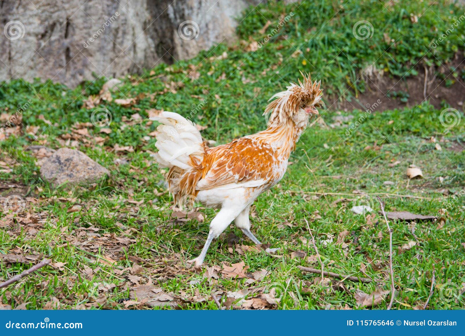 Pollo polaco foto de archivo. Imagen de fritura, verde - 115765646