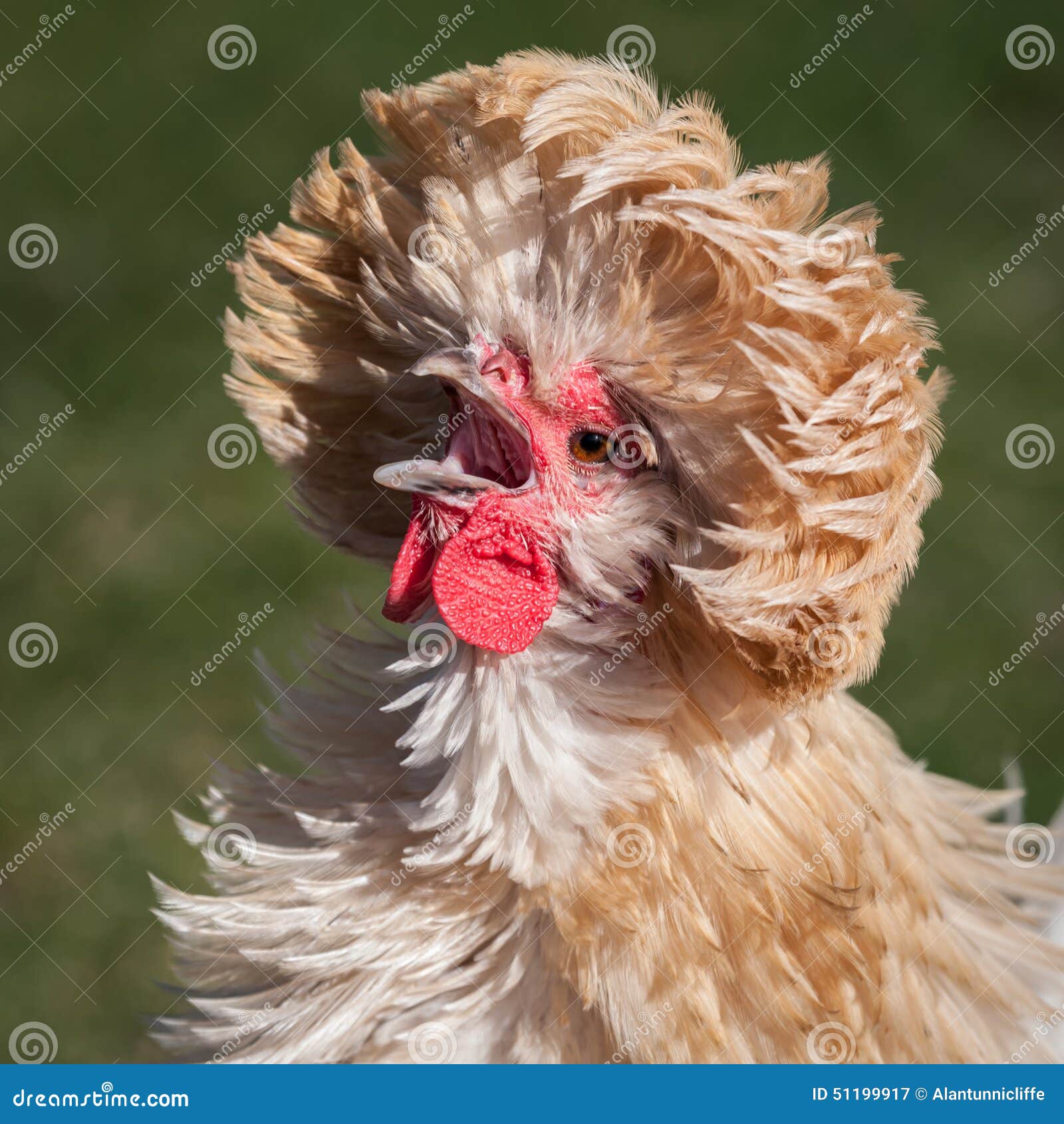 Pollo polaco imagen de archivo. Imagen de plumas, salir - 51199917
