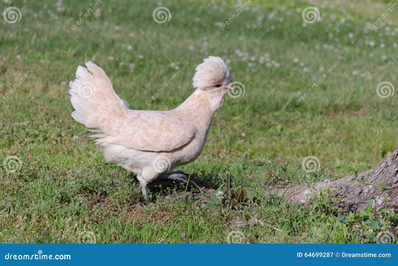 Pollo polaco imagen de archivo. Imagen de polluelo, ornamental - 64699287