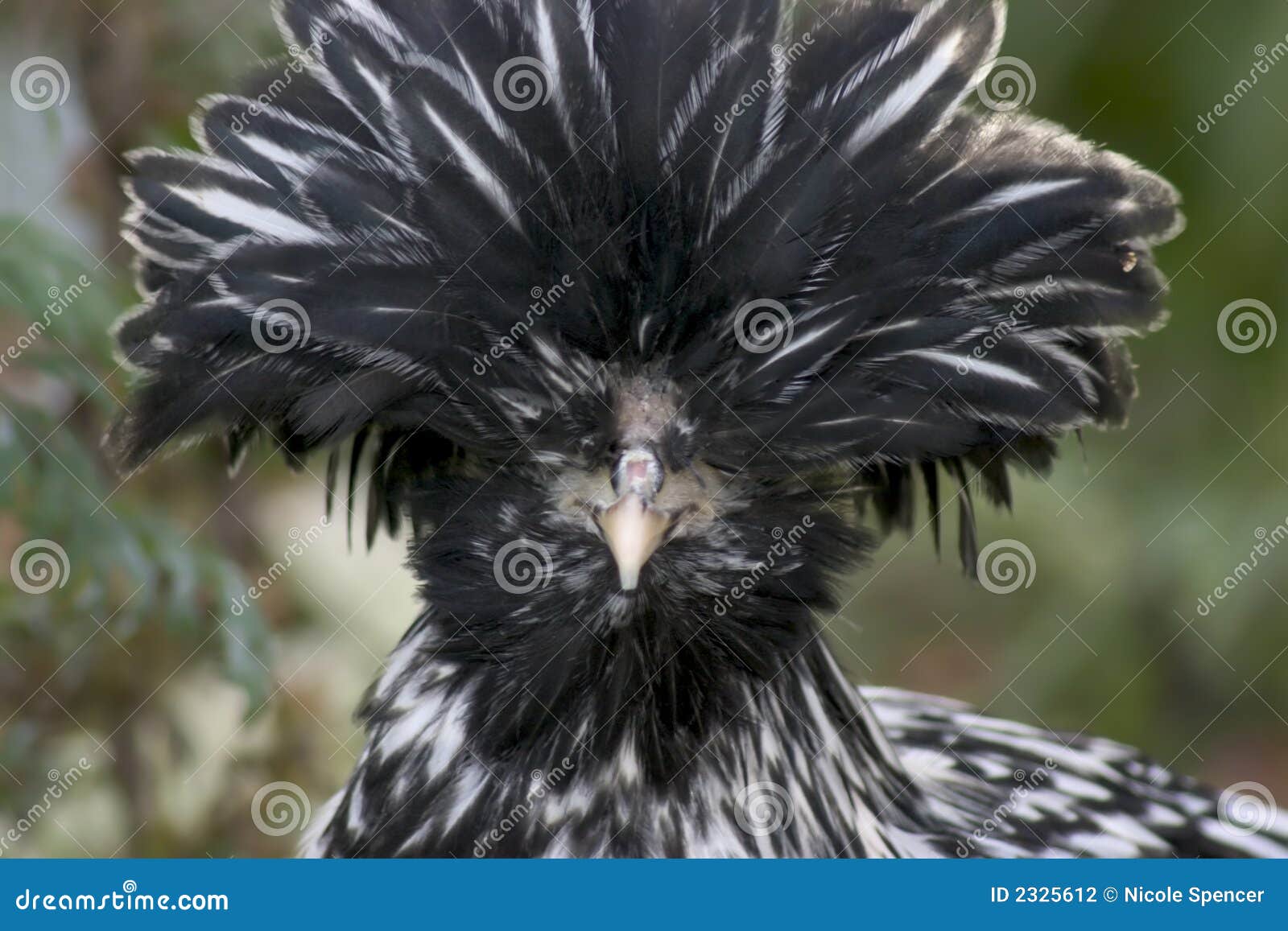 Pollo polaco de plata foto de archivo. Imagen de pluma - 2325612