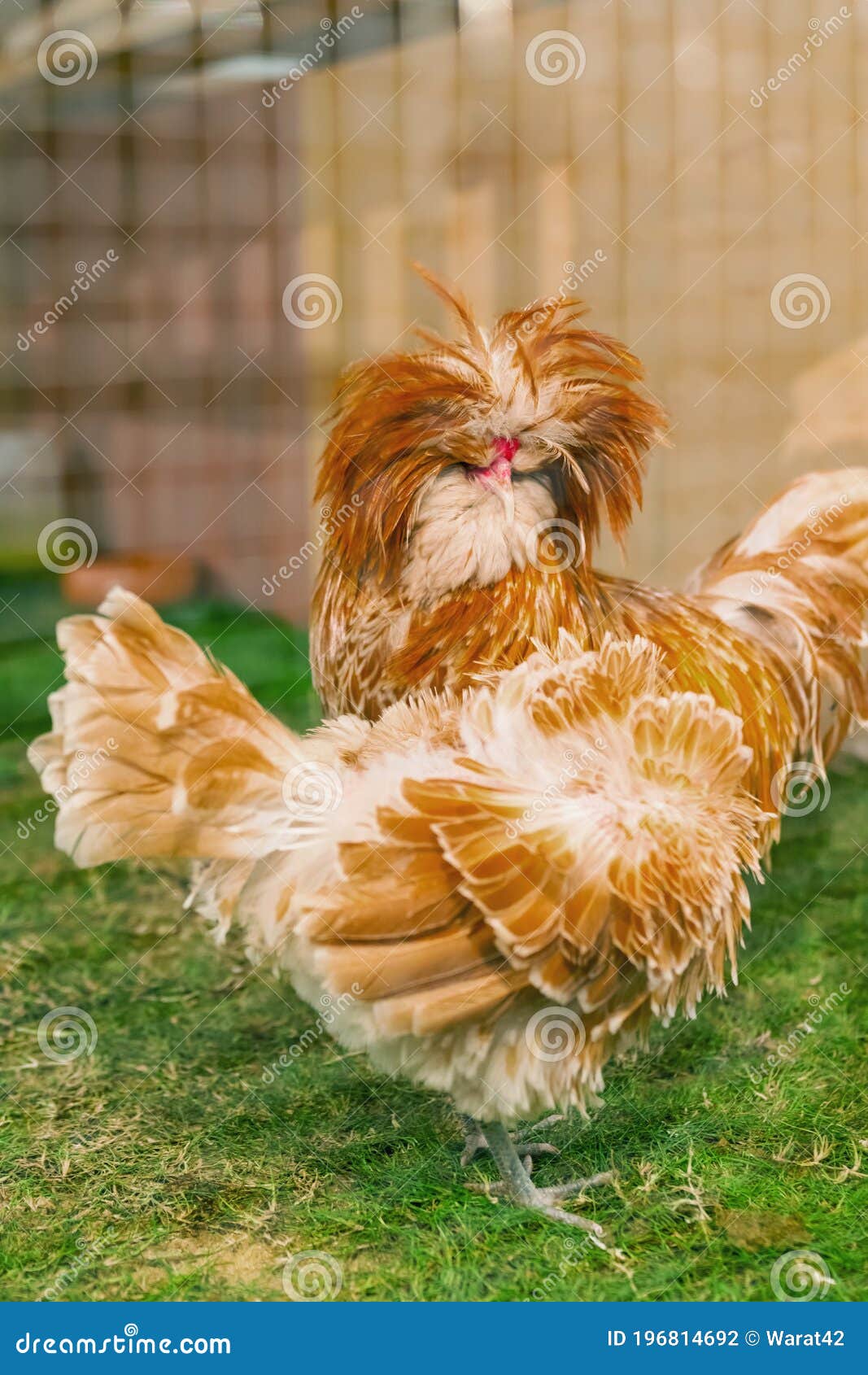 Pollo polaco en jaula foto de archivo. Imagen de verde - 196814692