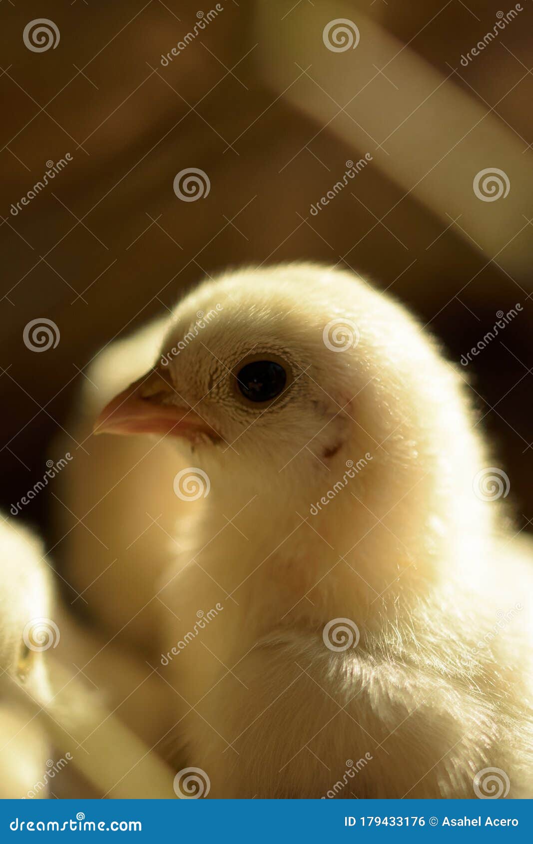 Pollo Pollito Amarillo Plumas Pico Photo stock - Image du jaune: 179433176