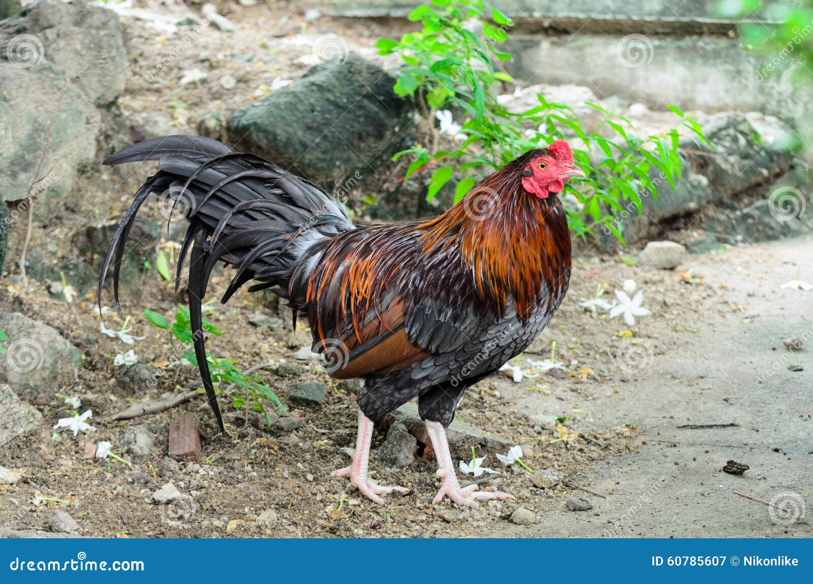 Pollo que lucha del pollo imagen de archivo. Imagen de granja - 60785607